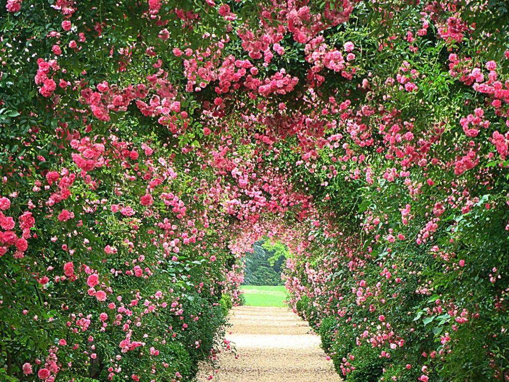 English Rose Garden Wallpapers - Top Free English Rose Garden ...
