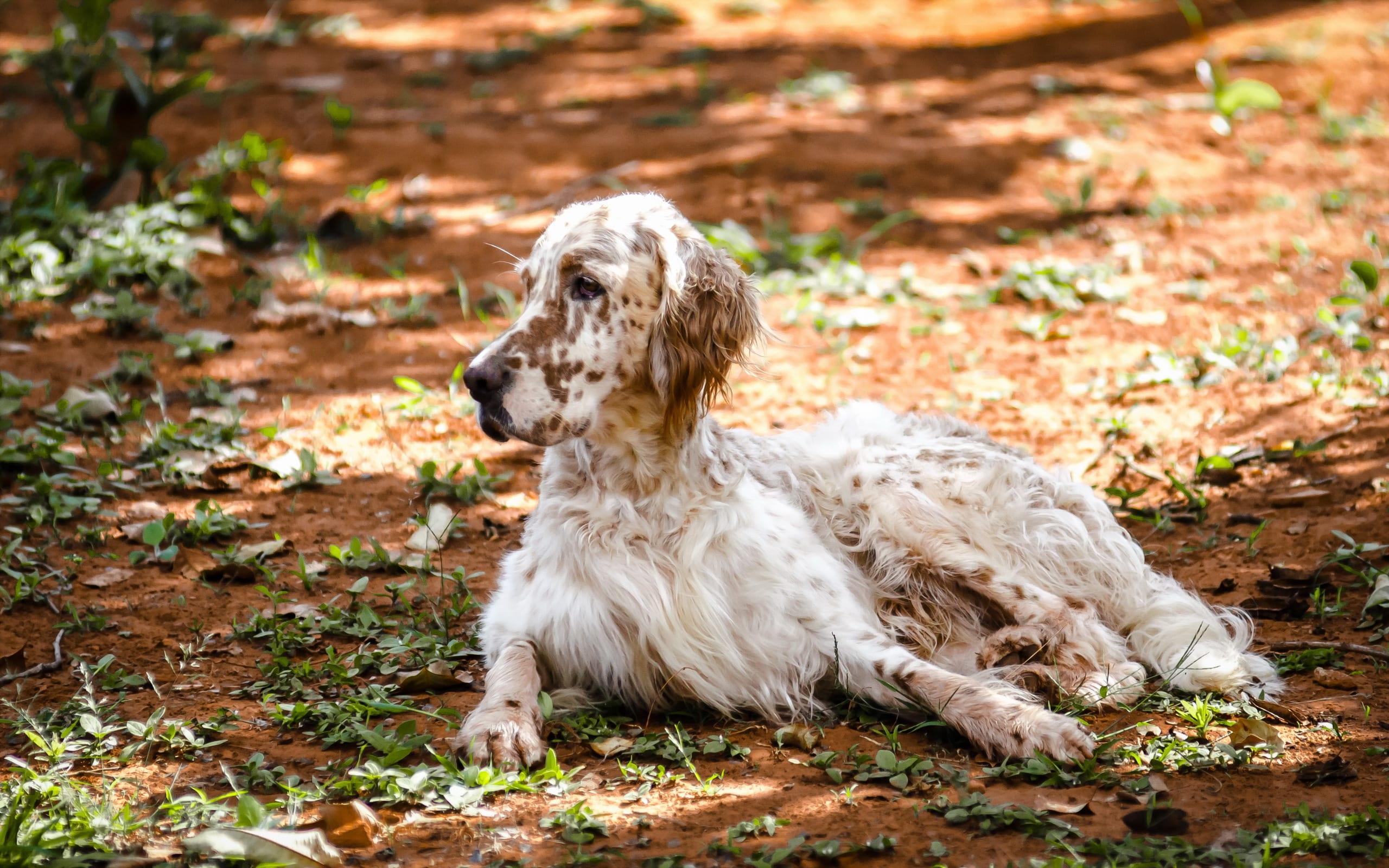 English Setter Wallpapers - Top Free English Setter Backgrounds ...