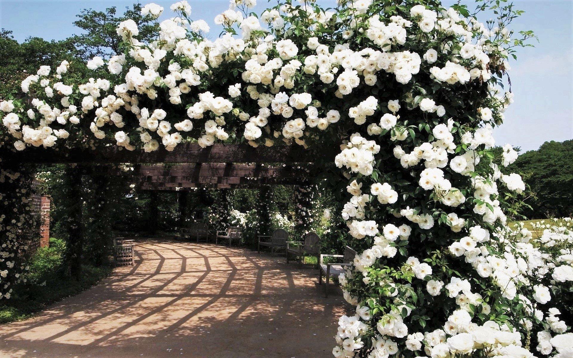 English Rose Garden Wallpapers - Top Free English Rose Garden ...