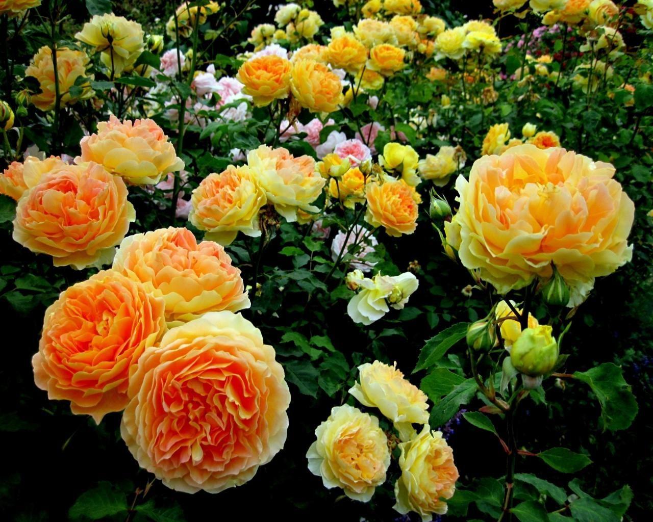 English Rose Garden Wallpapers - Top Free English Rose Garden ...
