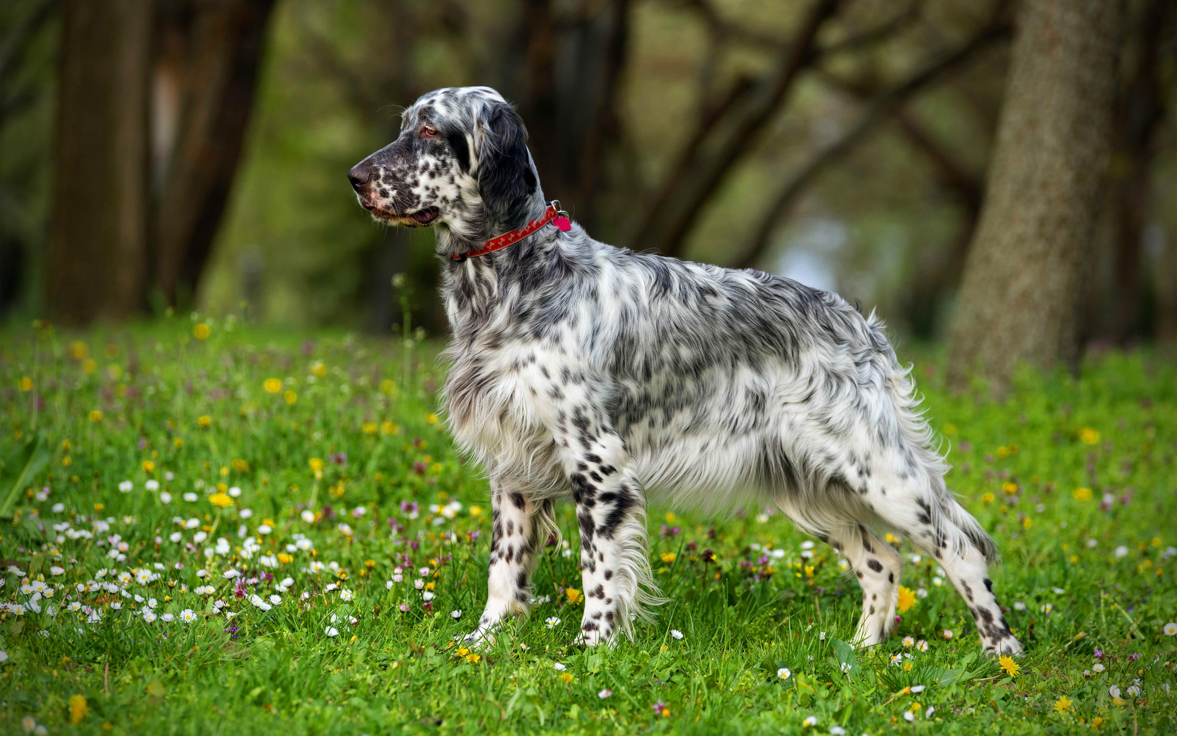 English Setter Wallpapers - Top Free English Setter Backgrounds ...