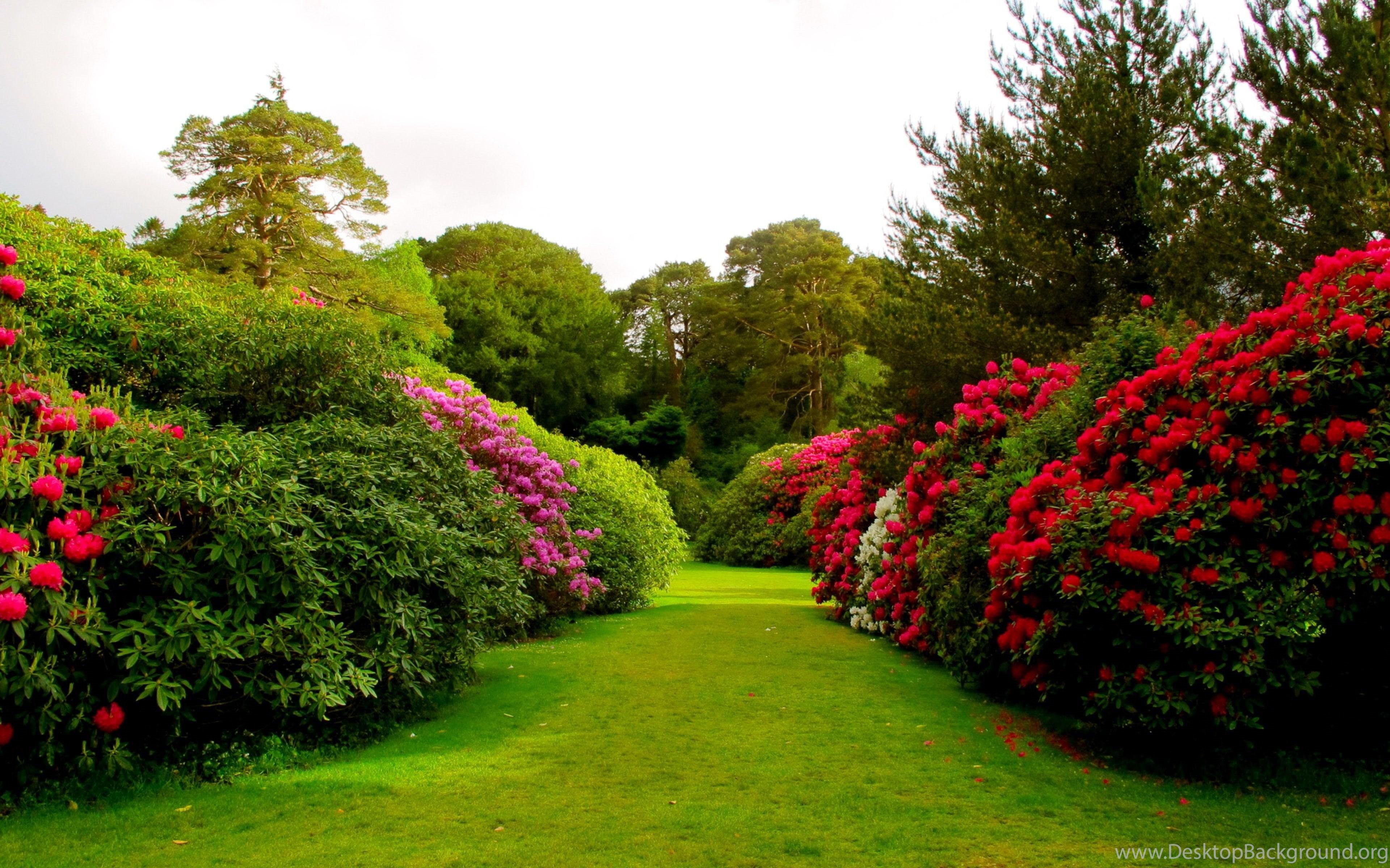 English Rose Garden Wallpapers - Top Free English Rose Garden ...