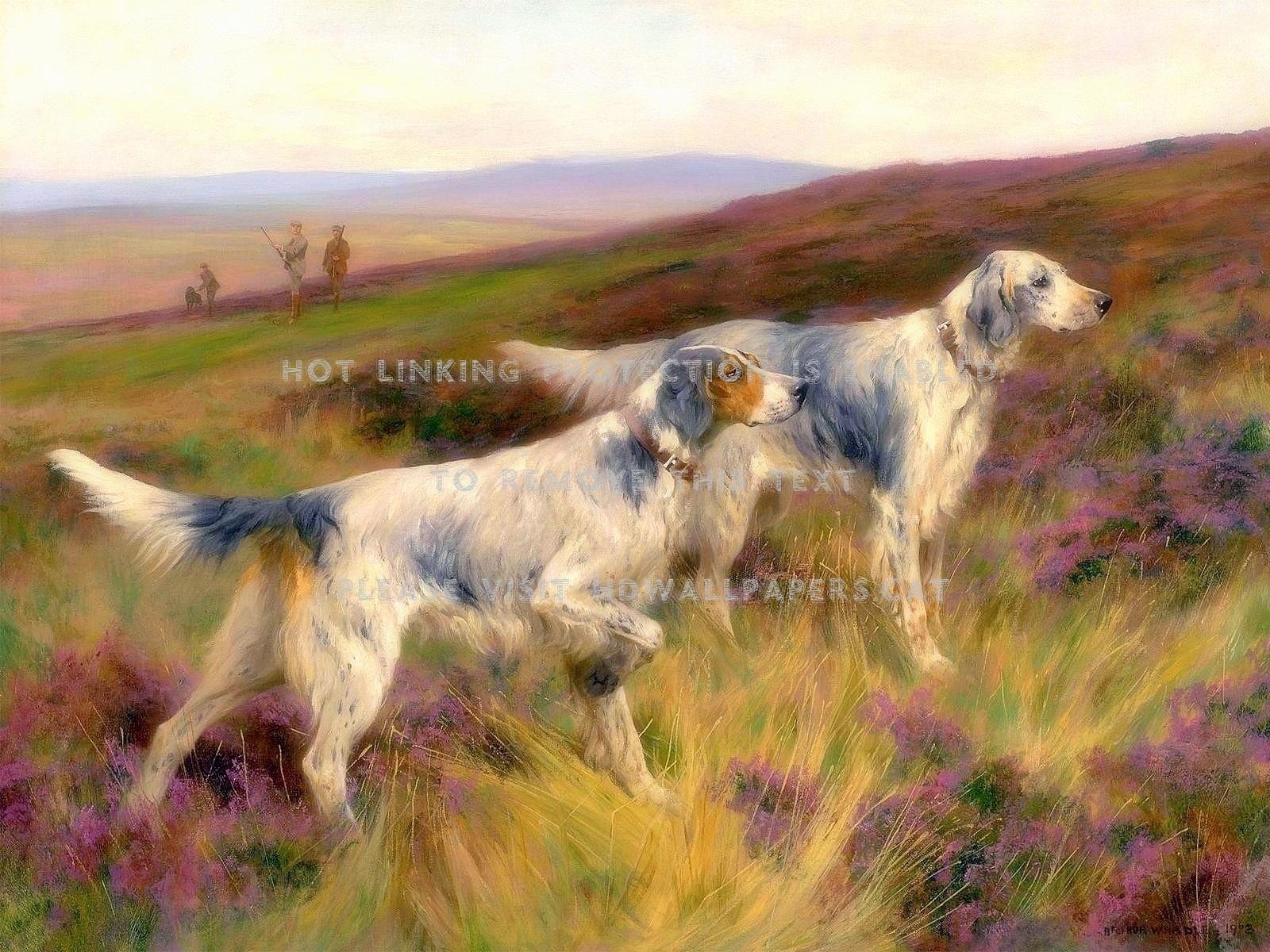 English Setter Wallpapers - Top Free English Setter Backgrounds ...