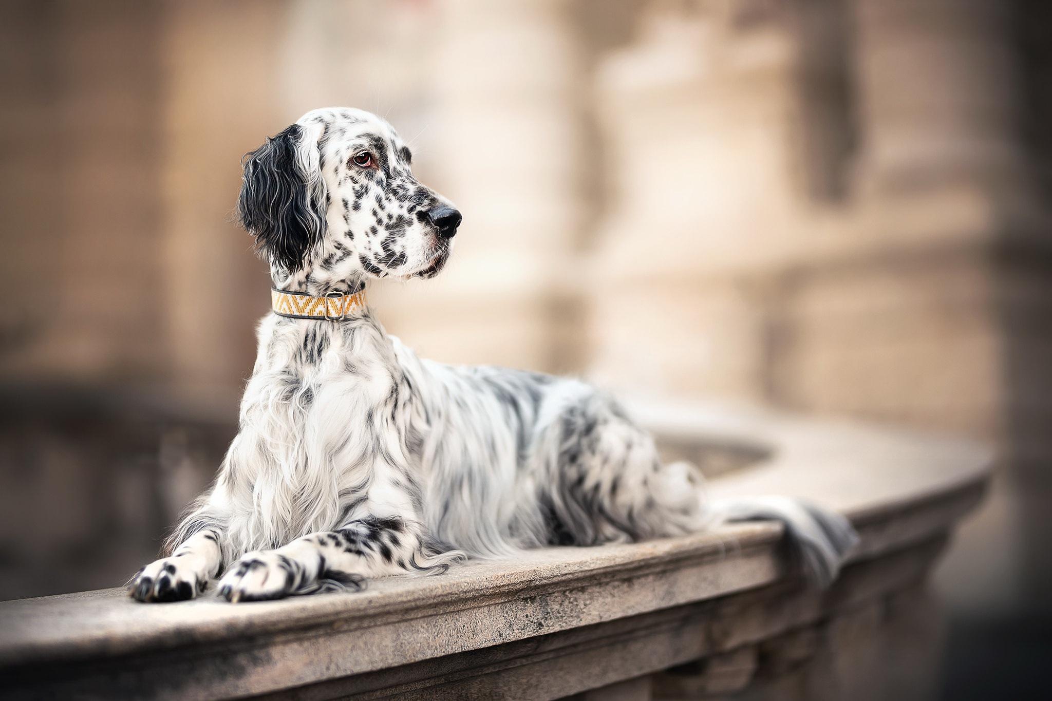 English Setter Wallpapers - Top Free English Setter Backgrounds ...