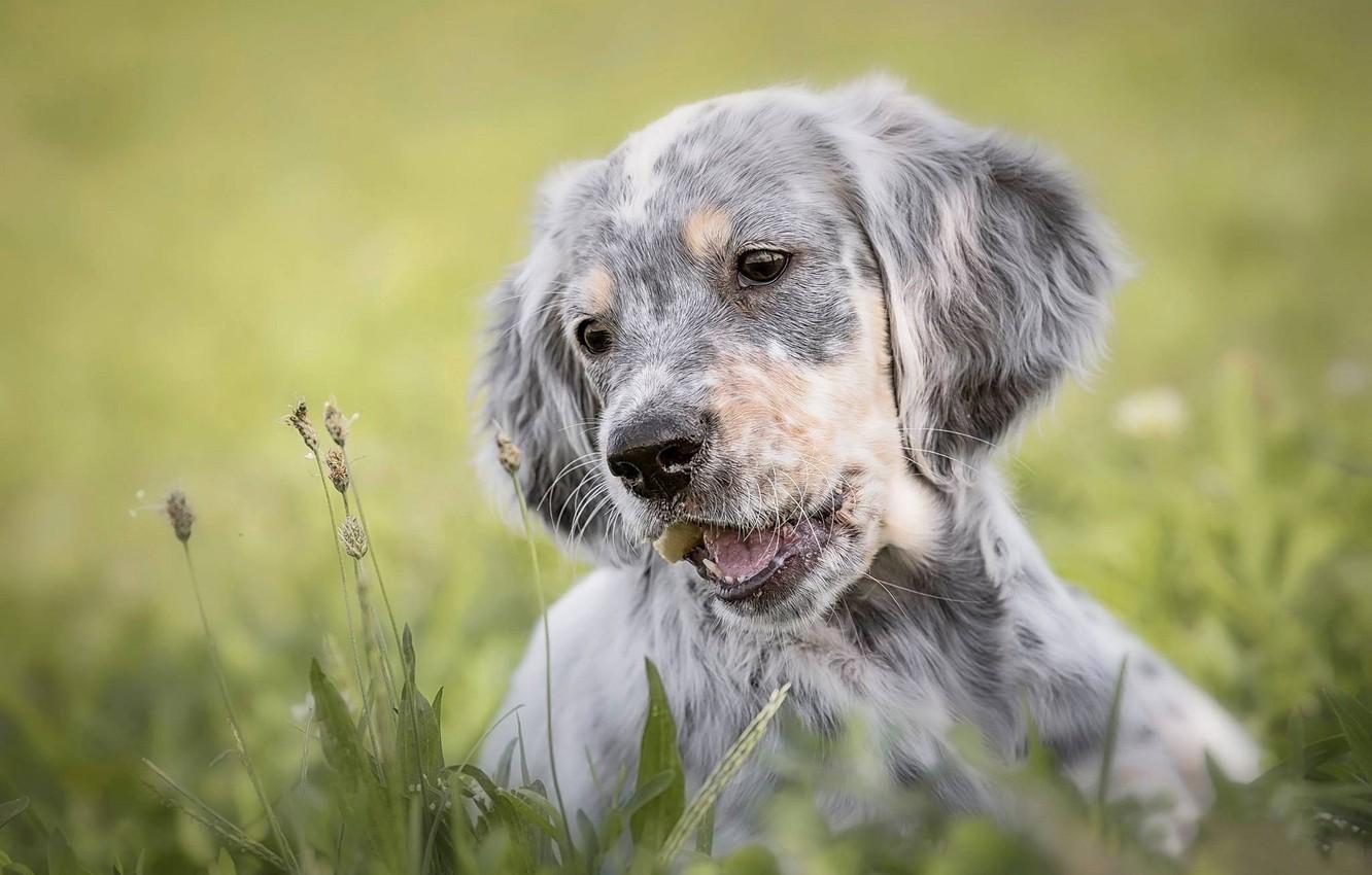 English Setter Wallpapers - Top Free English Setter Backgrounds ...