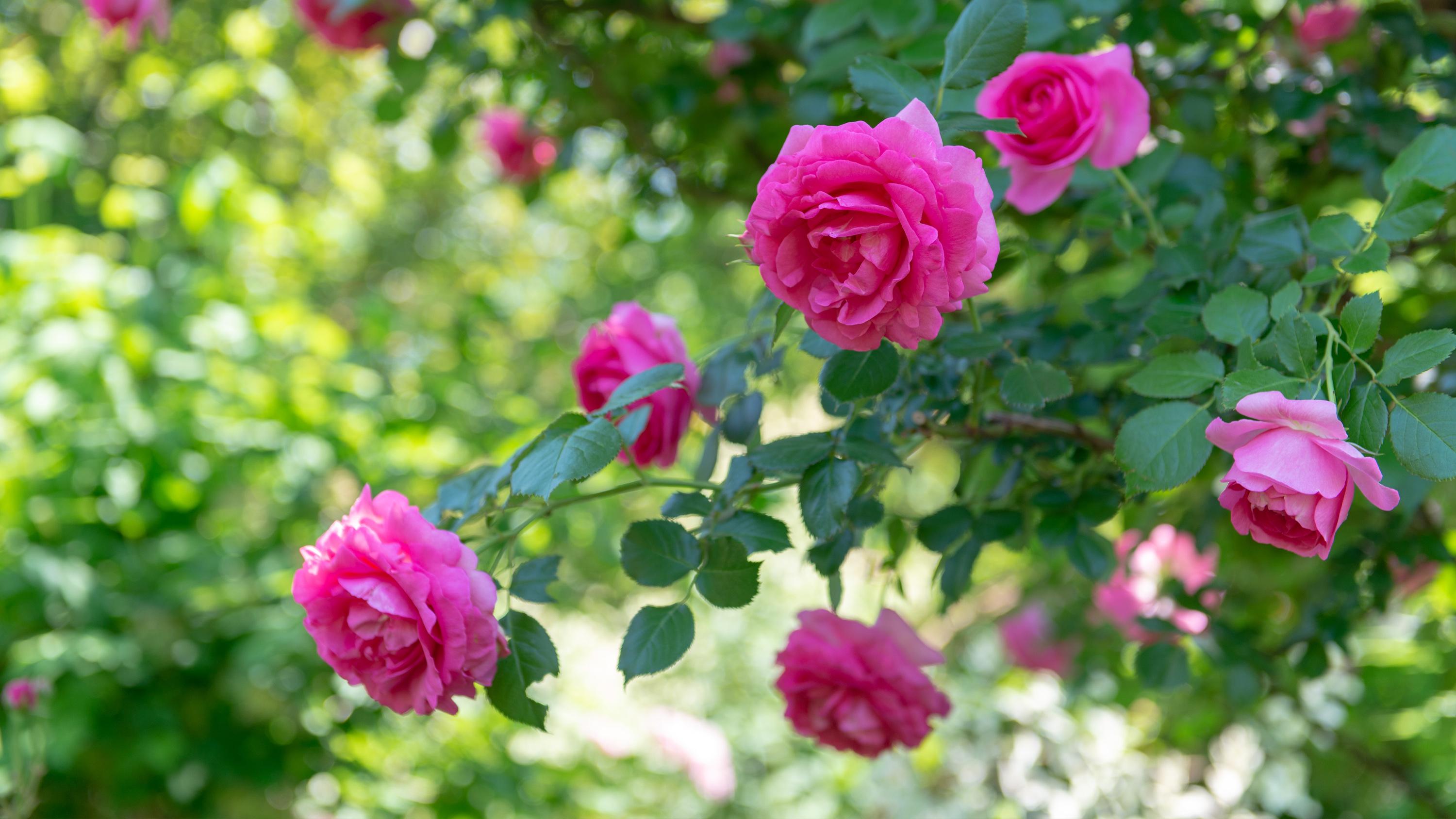 English Rose Garden Wallpapers - Top Free English Rose Garden ...