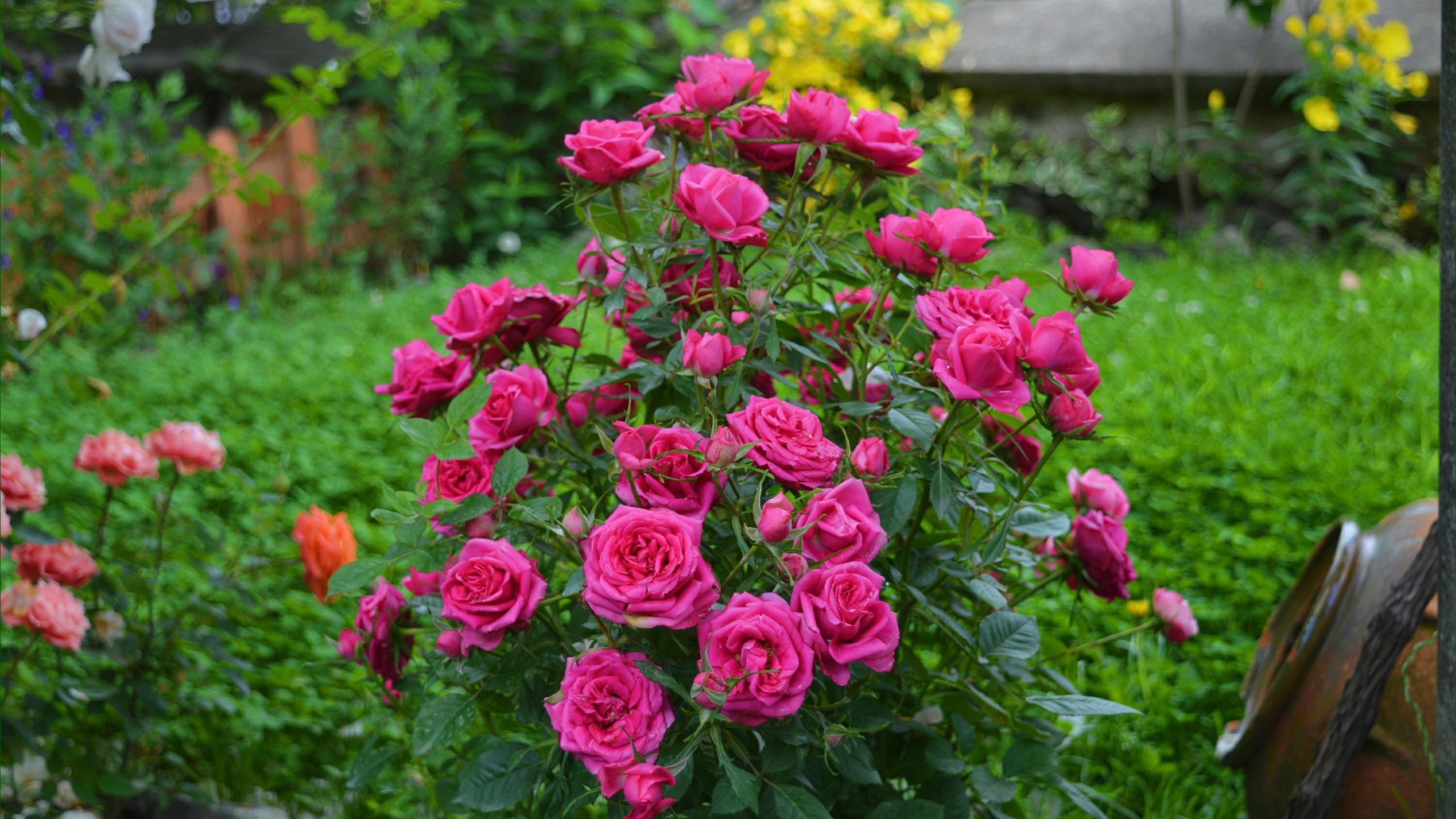 English Rose Garden Wallpapers - Top Free English Rose Garden ...