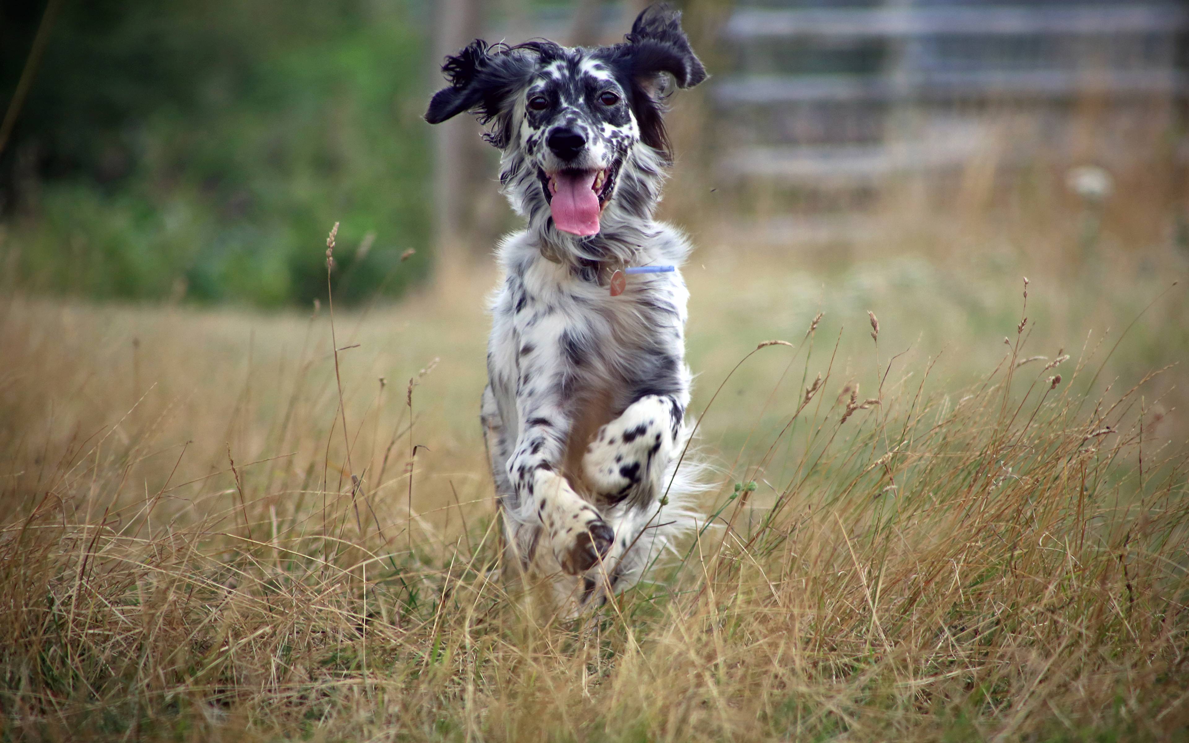 English Setter Wallpapers - Top Free English Setter Backgrounds ...