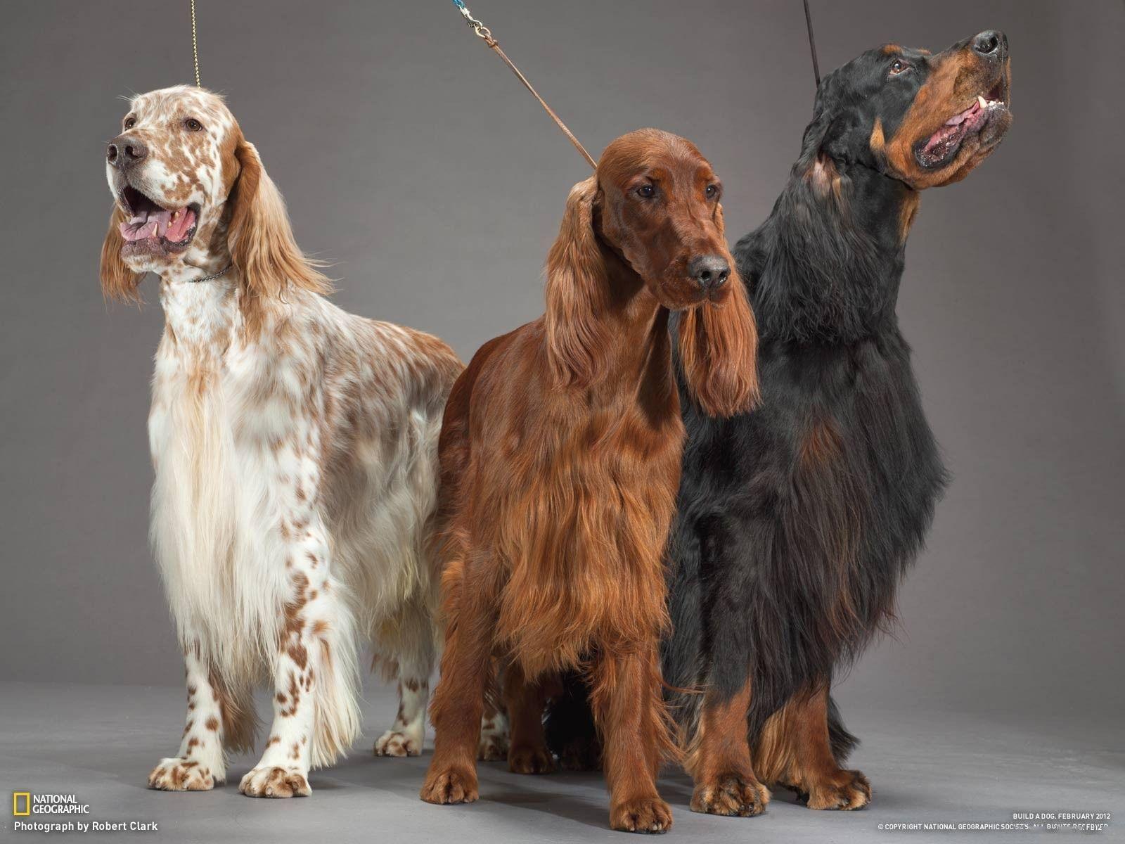 English Setter Wallpapers - Top Free English Setter Backgrounds ...