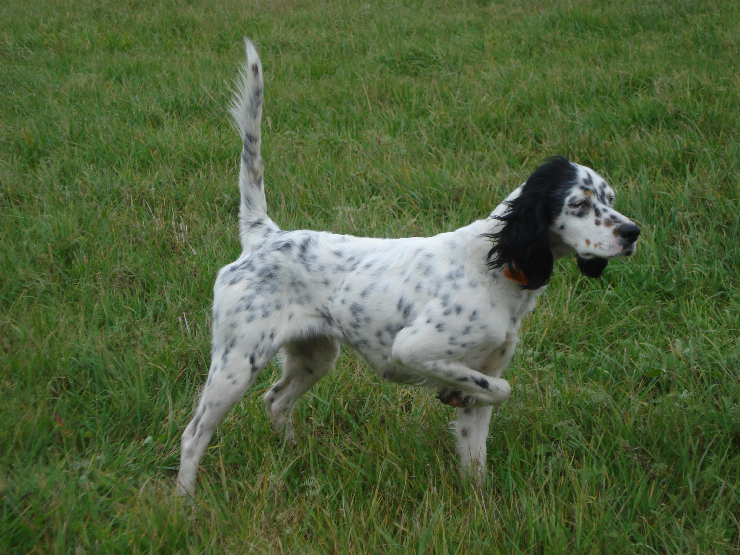 English Setter Wallpapers - Top Free English Setter Backgrounds ...