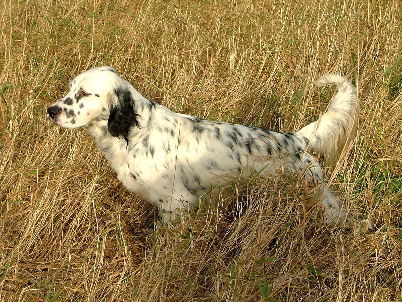 English Setter Wallpapers - Top Free English Setter Backgrounds ...