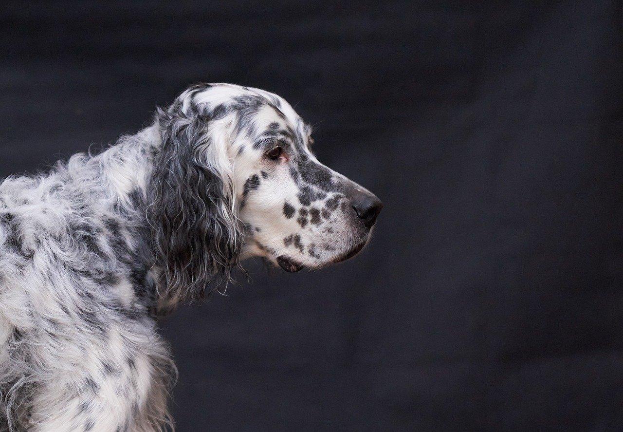 English Setter Wallpapers - Top Free English Setter Backgrounds ...