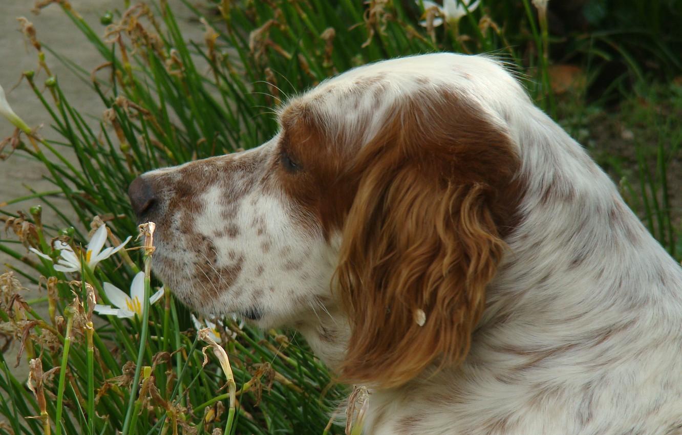 English Setter Wallpapers - Top Free English Setter Backgrounds ...