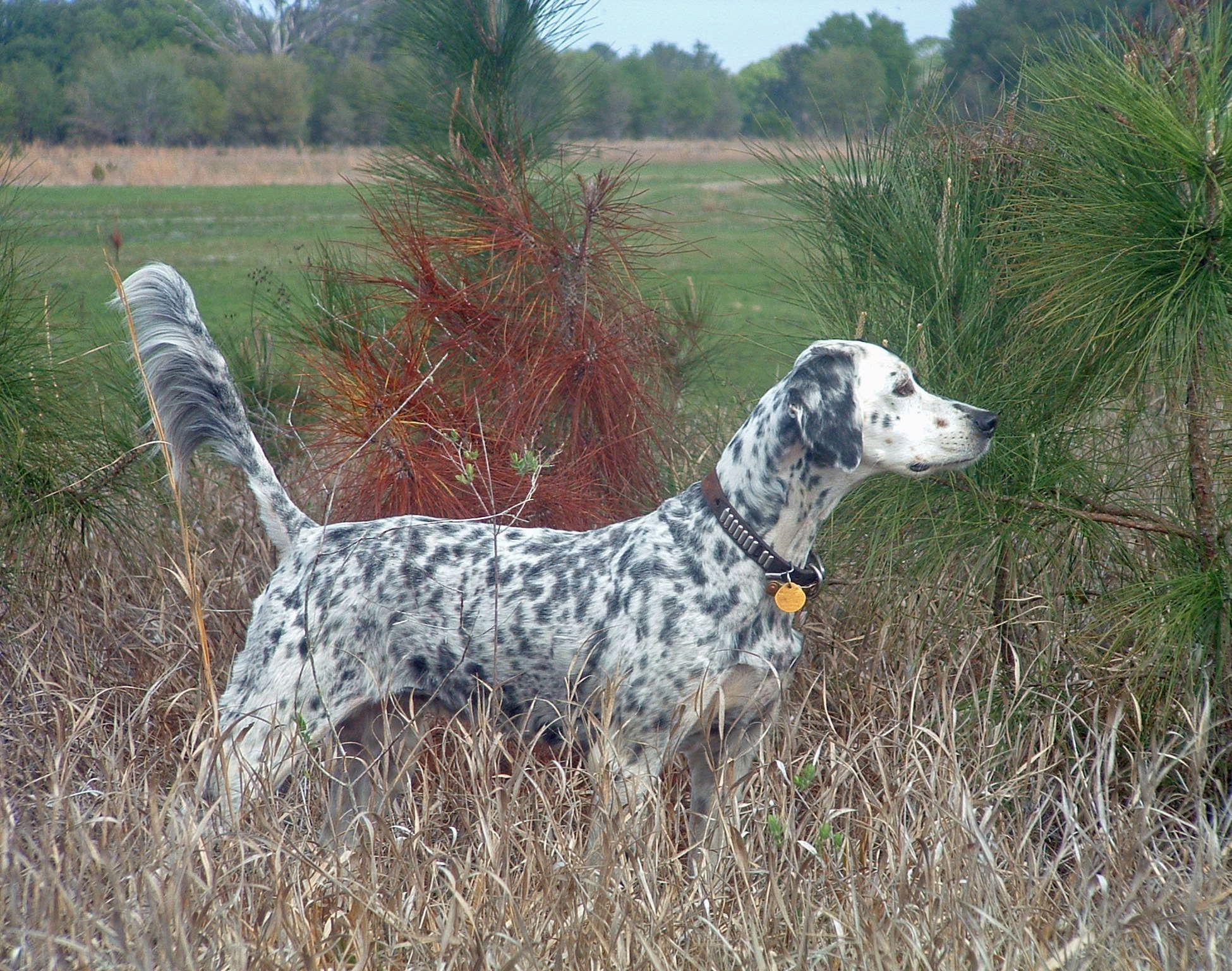 English Setter Wallpapers - Top Free English Setter Backgrounds ...