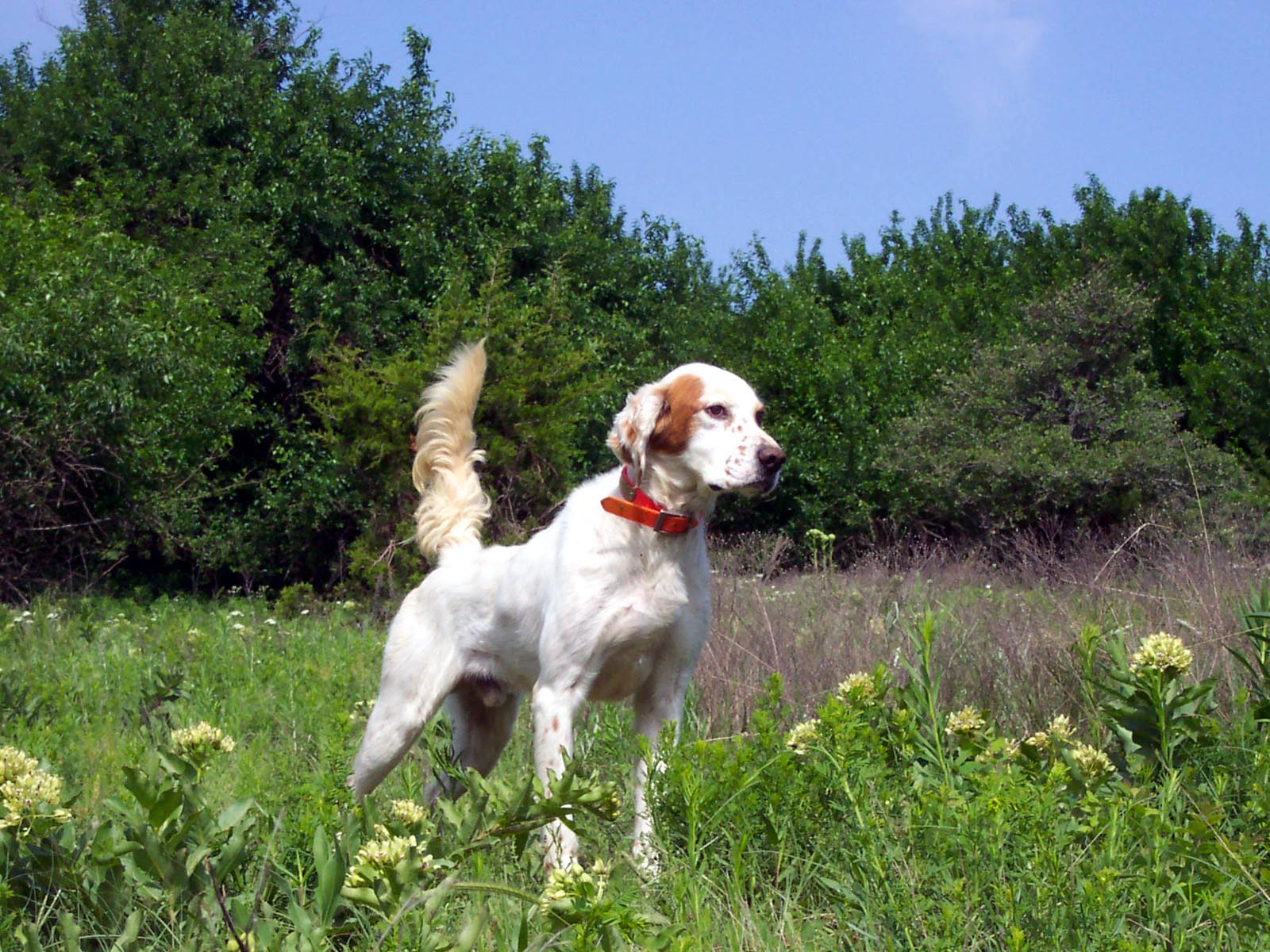 English Setter Wallpapers - Top Free English Setter Backgrounds ...