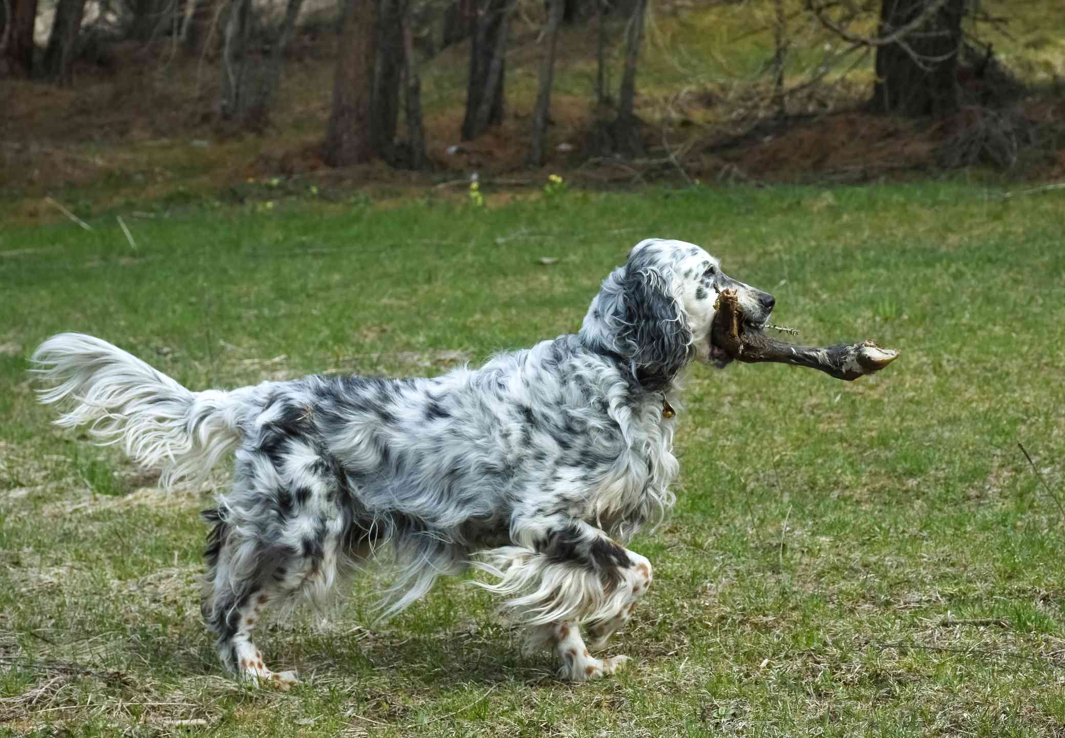 English Setter Wallpapers - Top Free English Setter Backgrounds ...