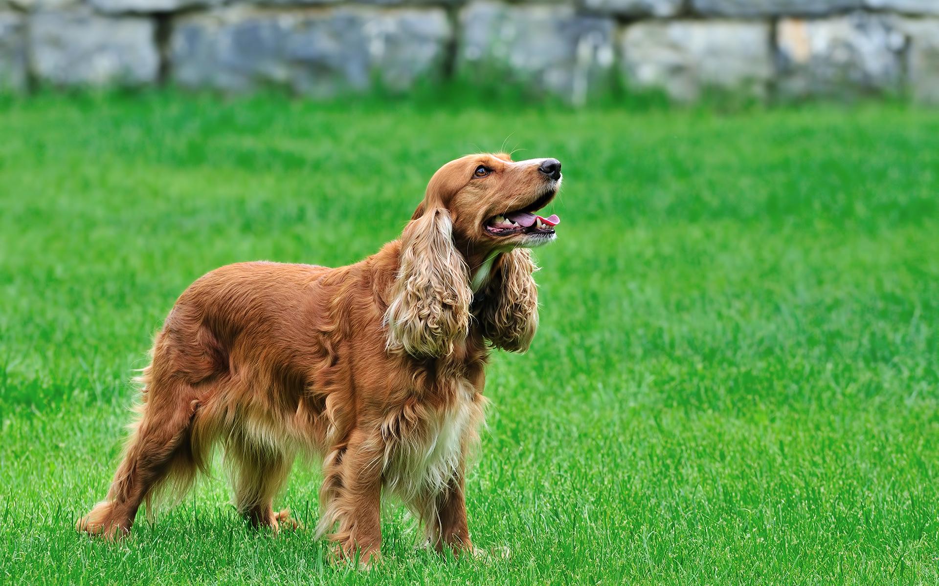 English Setter Wallpapers - Top Free English Setter Backgrounds ...