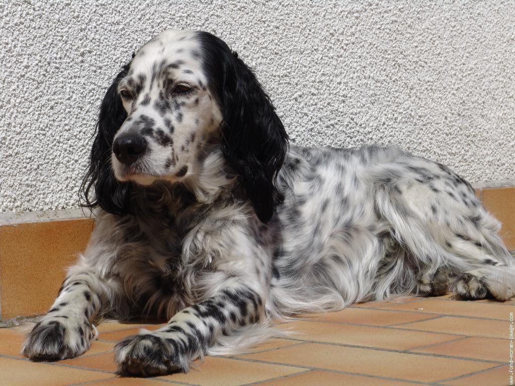 English Setter Wallpapers - Top Free English Setter Backgrounds ...