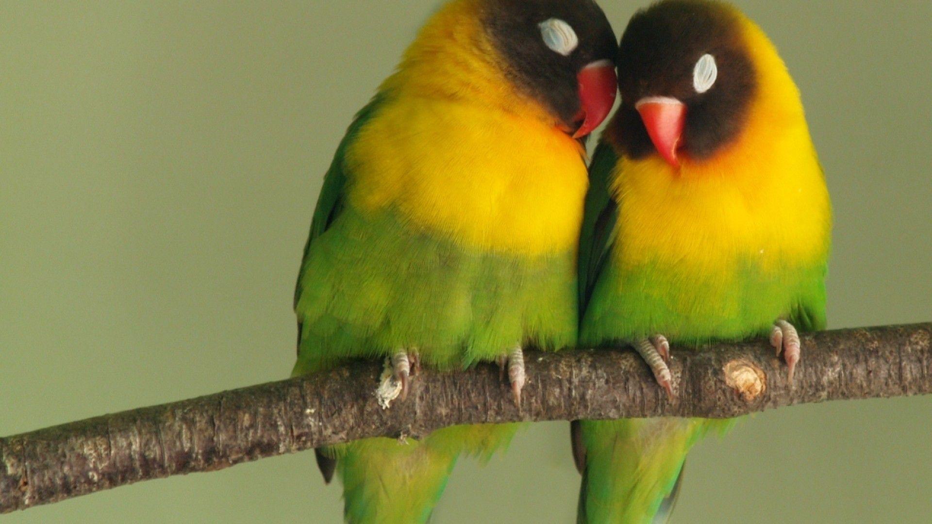 Cute Bird Wallpapers - Top Free Cute Bird Backgrounds - WallpaperAccess