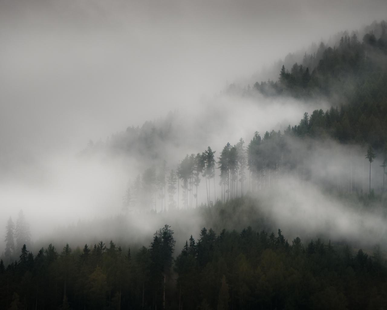 Foggy Nature Wallpapers - Top Free Foggy Nature Backgrounds ...