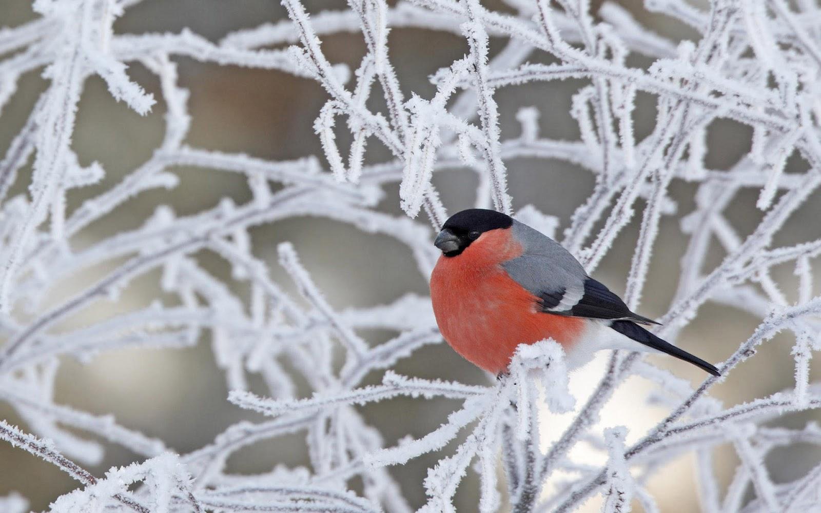 Cute Winter Bird Wallpapers - Top Free Cute Winter Bird Backgrounds ...