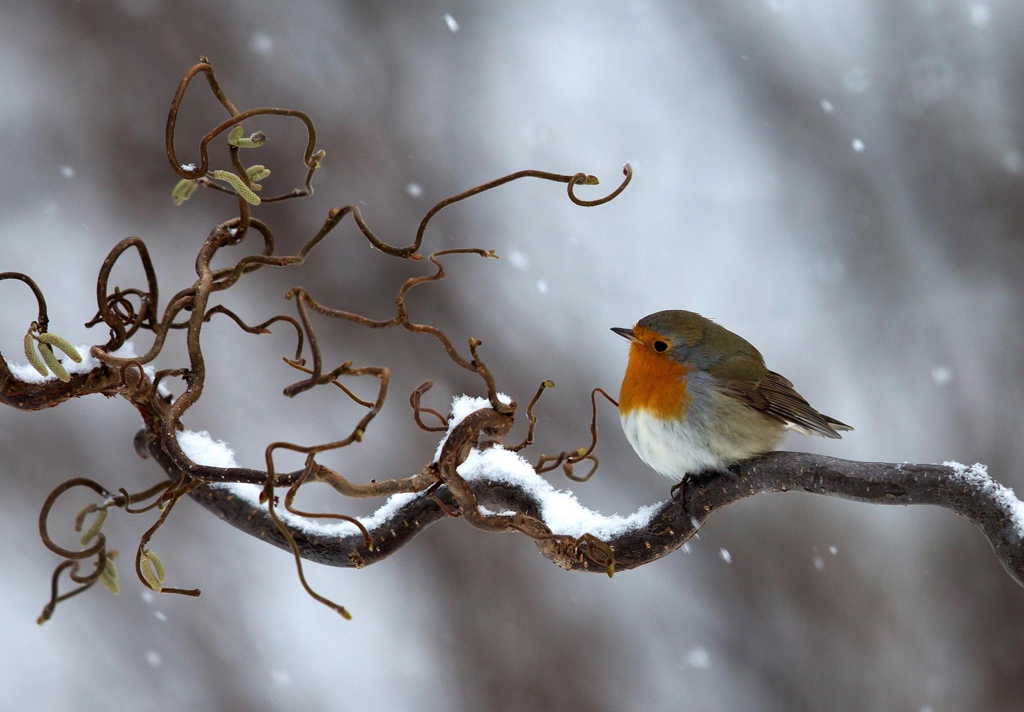 Cute Winter Bird Wallpapers - Top Free Cute Winter Bird Backgrounds ...