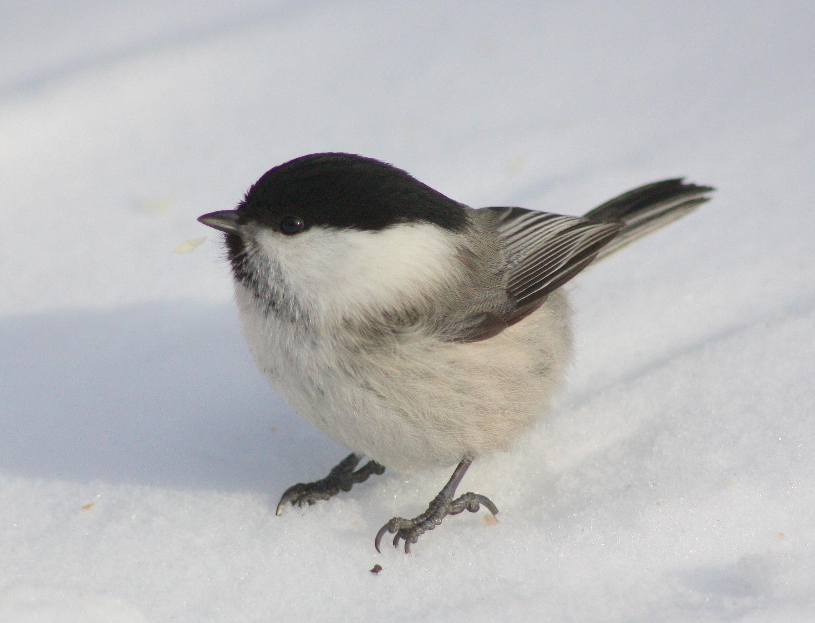 Cute Winter Bird Wallpapers - Top Free Cute Winter Bird Backgrounds ...