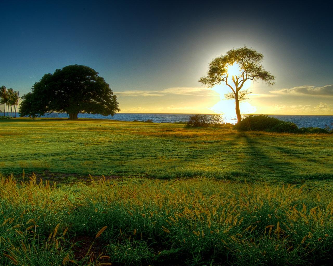Tree Landscape Wallpapers - Top Free Tree Landscape Backgrounds ...