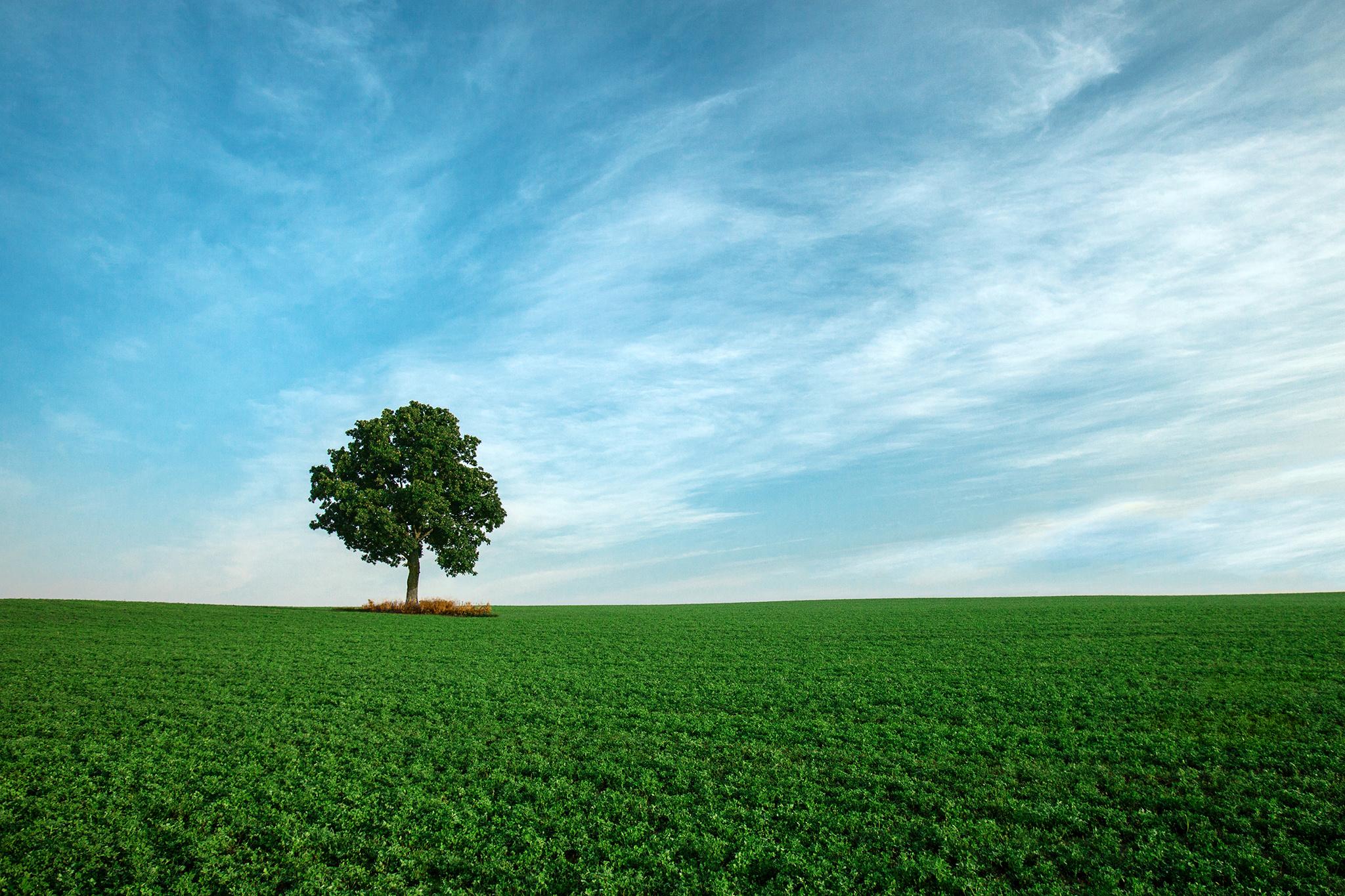 Tree Landscape Wallpapers - Top Free Tree Landscape Backgrounds ...