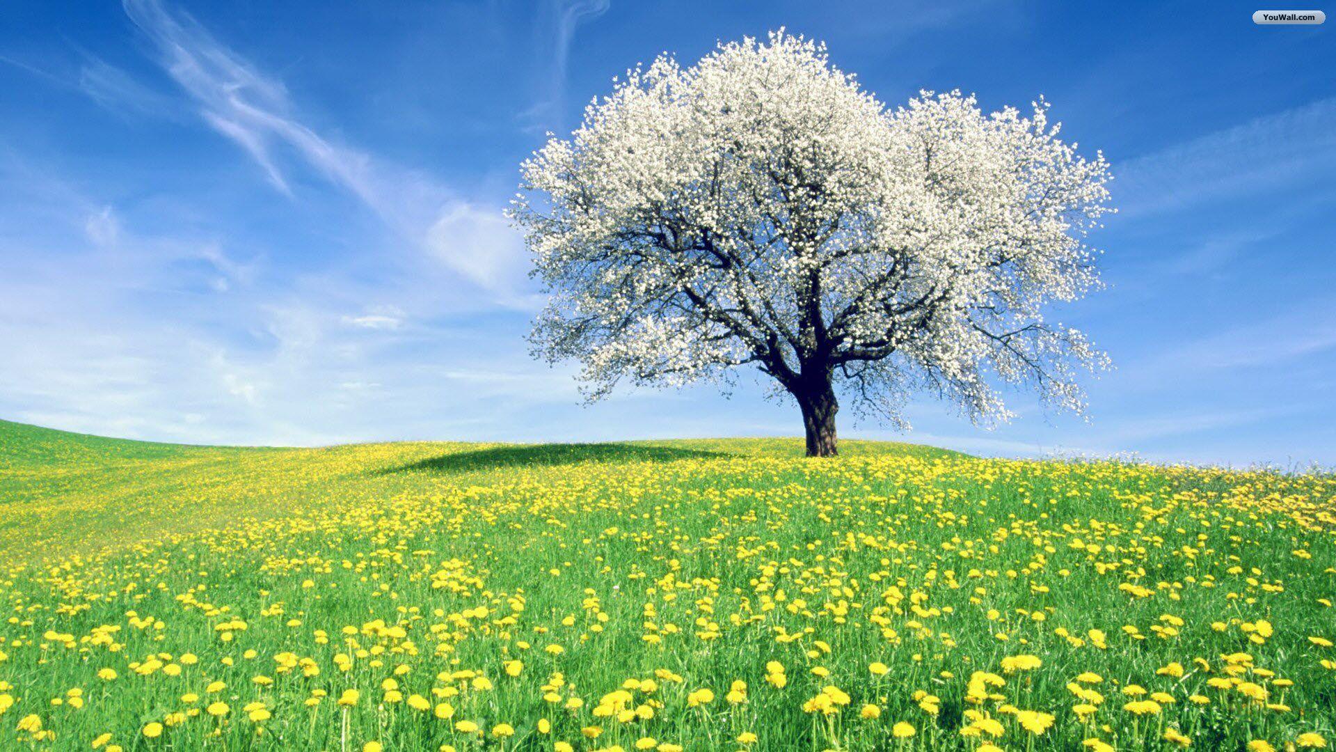 Tree Landscape Wallpapers - Top Free Tree Landscape Backgrounds ...