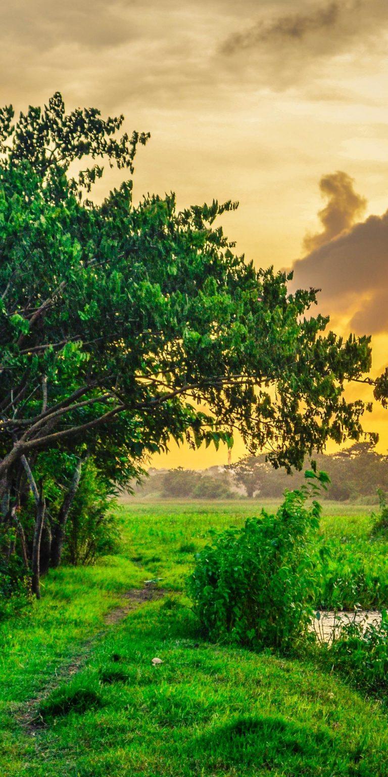 Tree Landscape Wallpapers - Top Free Tree Landscape Backgrounds ...