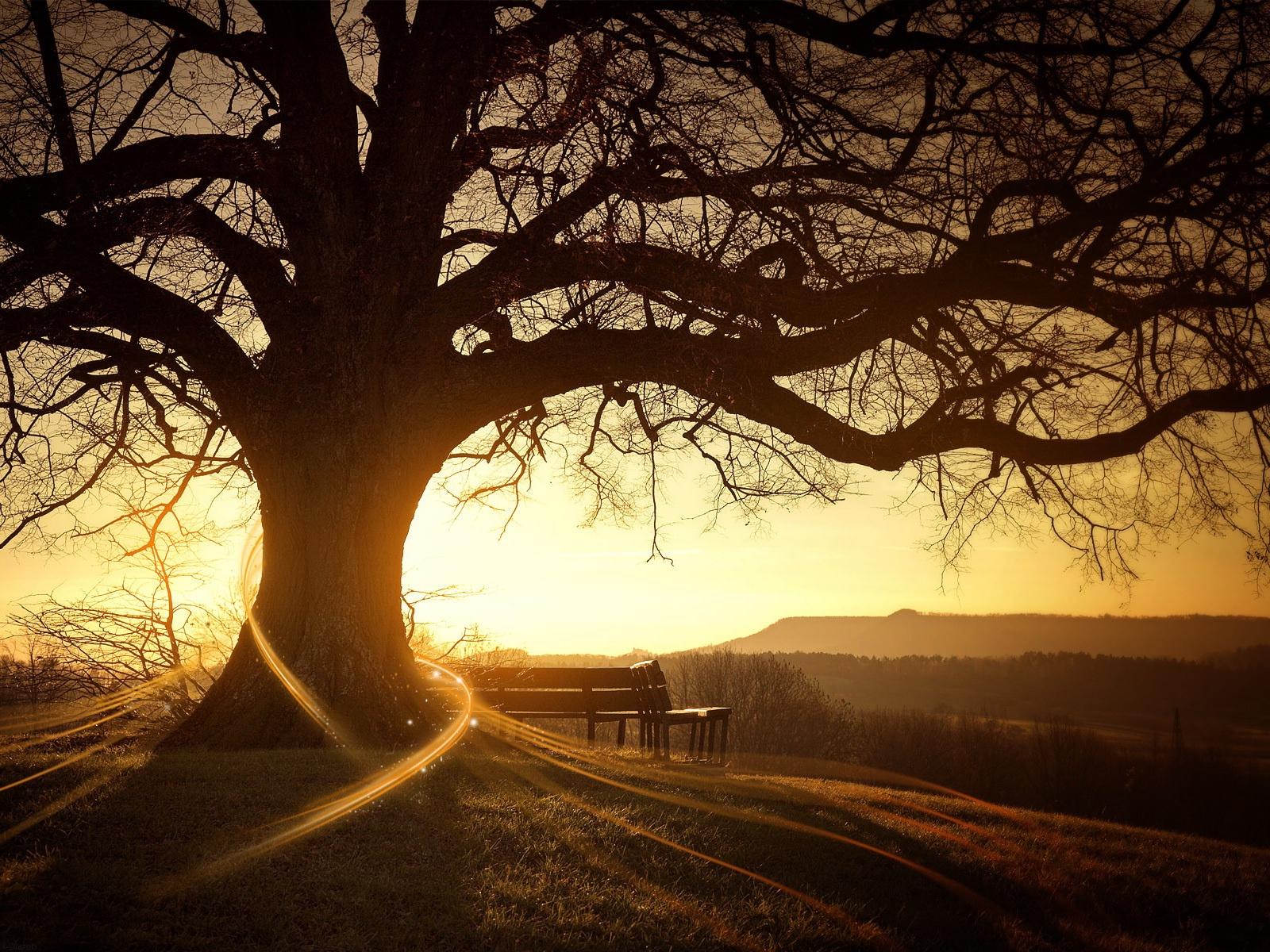Tree Landscape Wallpapers - Top Free Tree Landscape Backgrounds ...