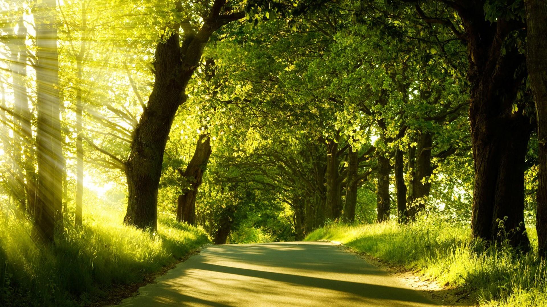 Tree Landscape Wallpapers - Top Free Tree Landscape Backgrounds ...