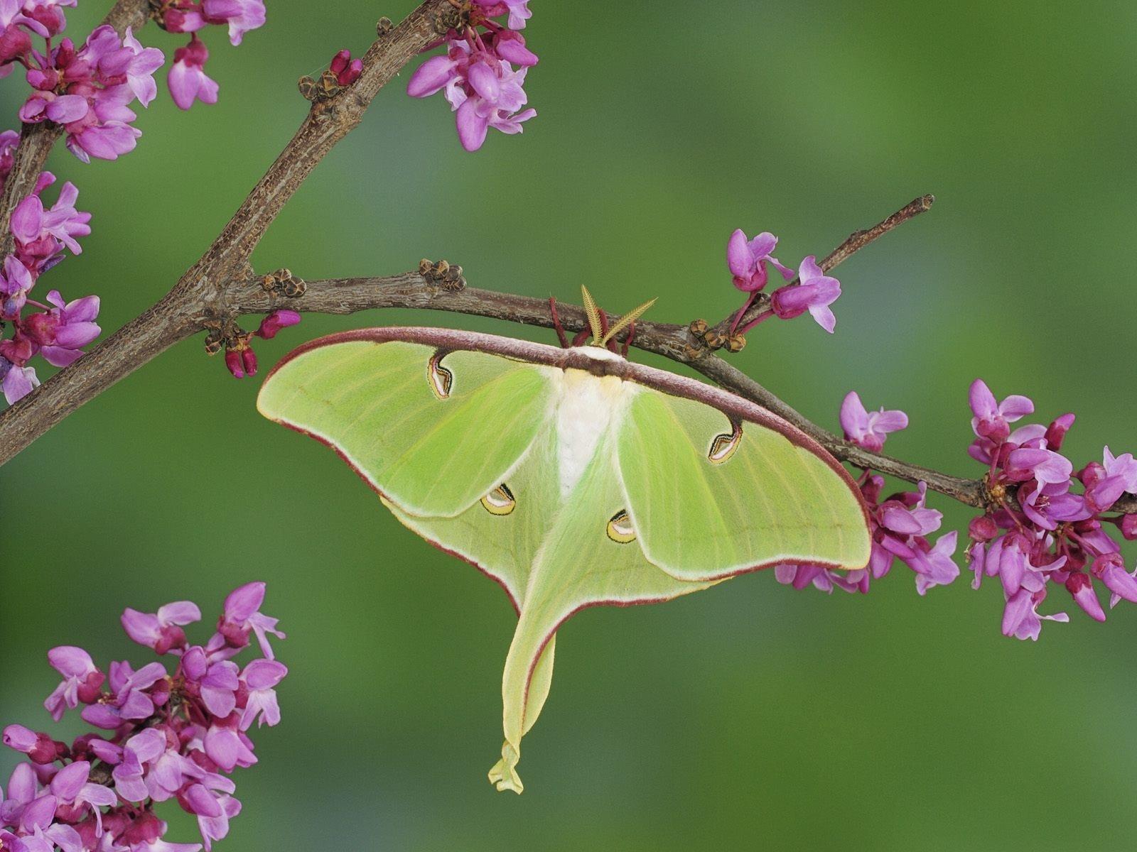 Luna Moth Wallpapers - Top Free Luna Moth Backgrounds - WallpaperAccess