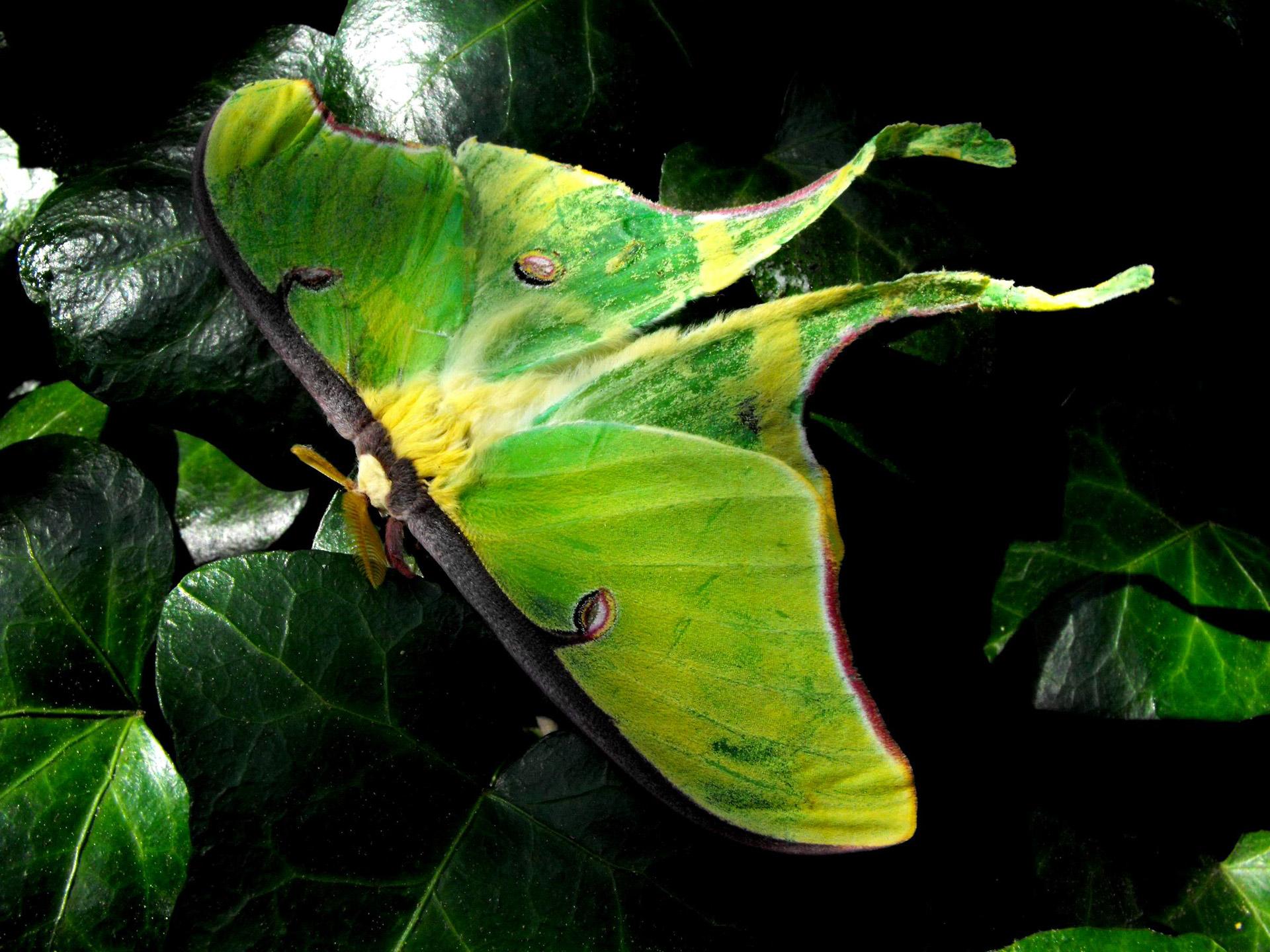 Luna Moth Wallpapers - Top Free Luna Moth Backgrounds - WallpaperAccess