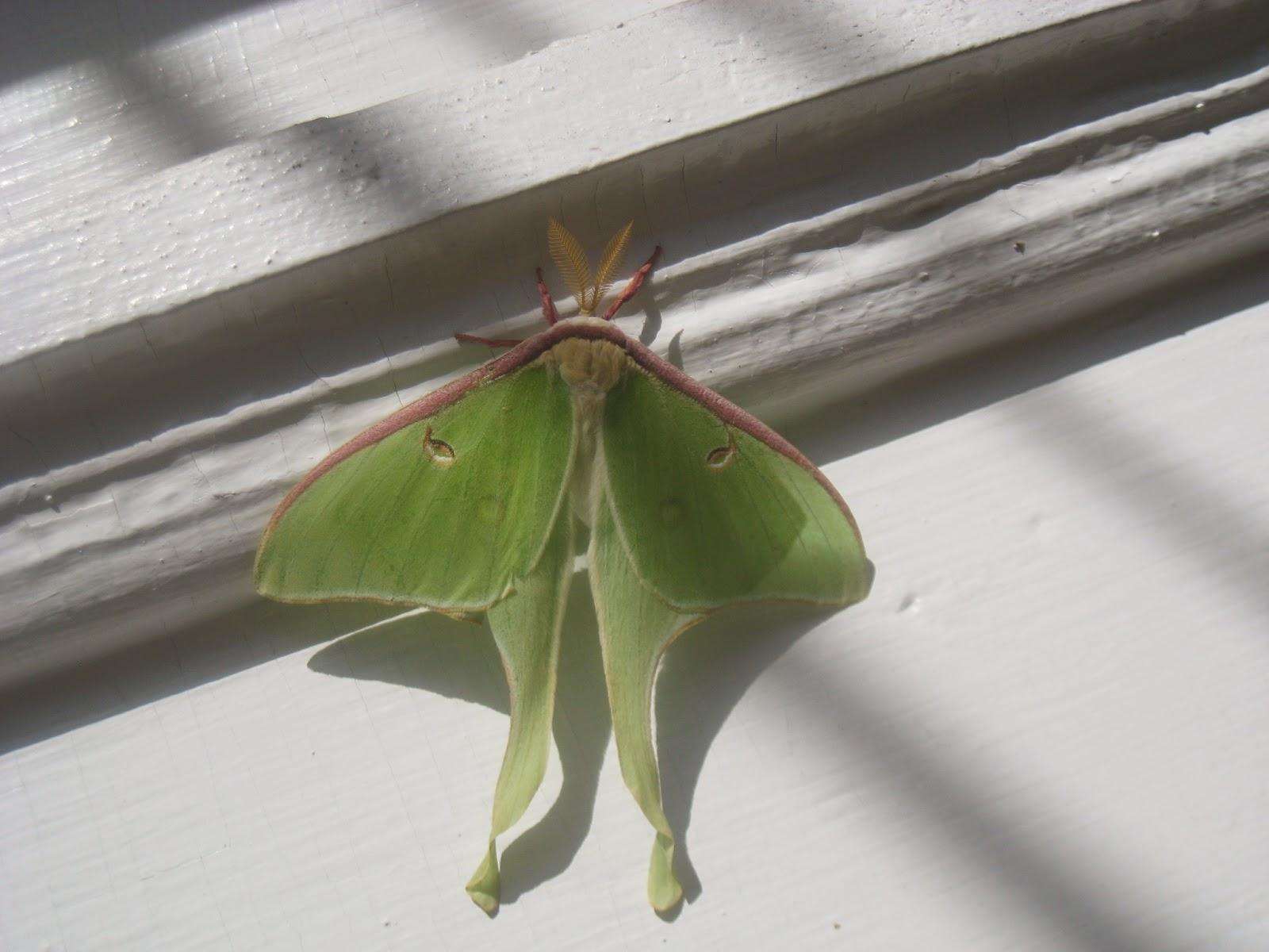 Luna Moth Wallpapers - Top Free Luna Moth Backgrounds - WallpaperAccess