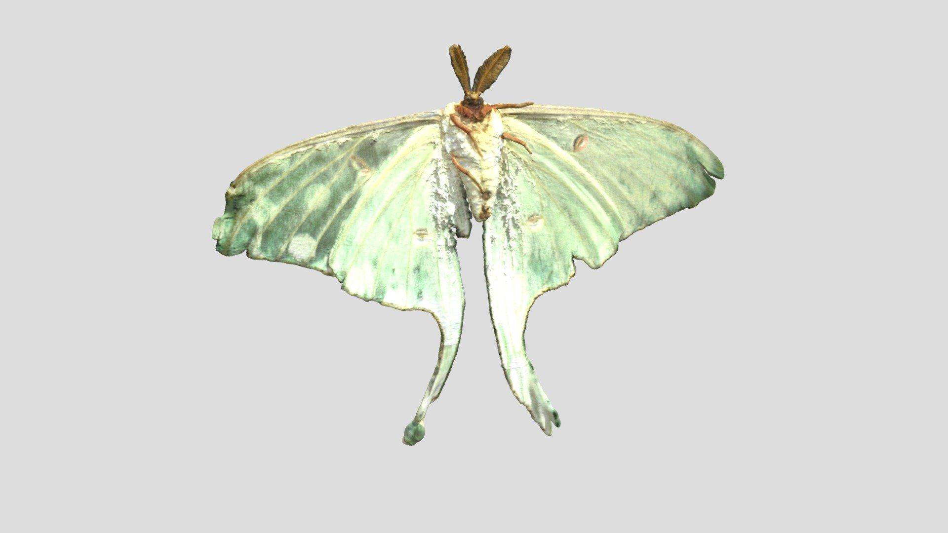 Luna Moth Wallpapers - Top Free Luna Moth Backgrounds - WallpaperAccess