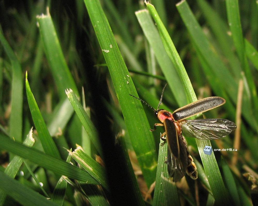 Lightning Bug Wallpapers - Top Free Lightning Bug Backgrounds ...