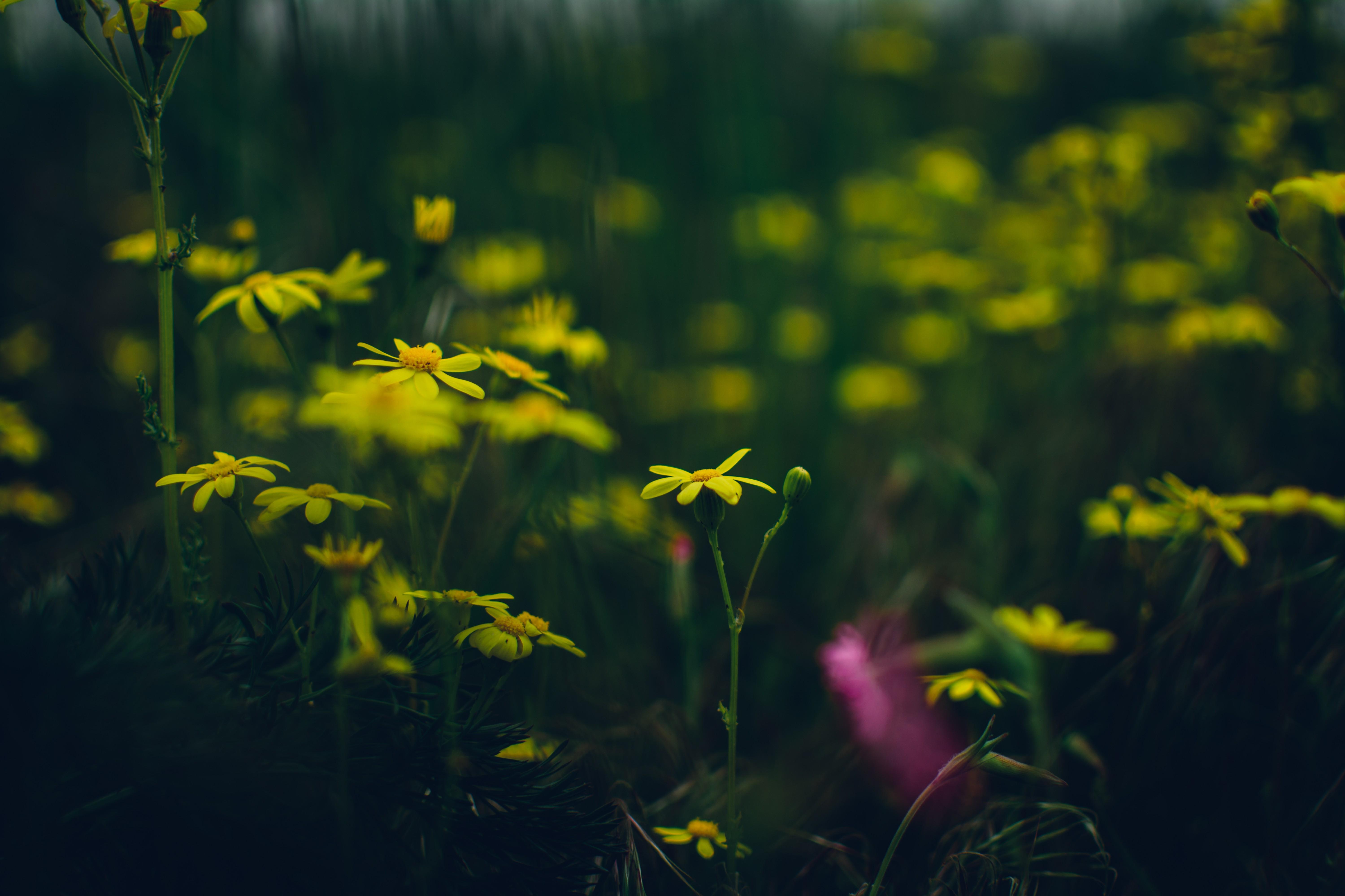 Dark Spring Wallpapers - Top Free Dark Spring Backgrounds - WallpaperAccess