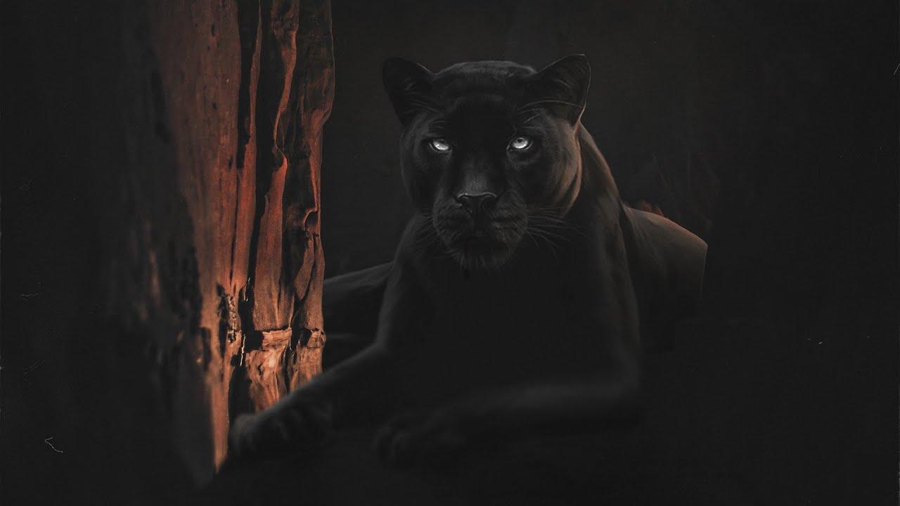 Shayea Wallpapers - Top Free Shayea Backgrounds - WallpaperAccess