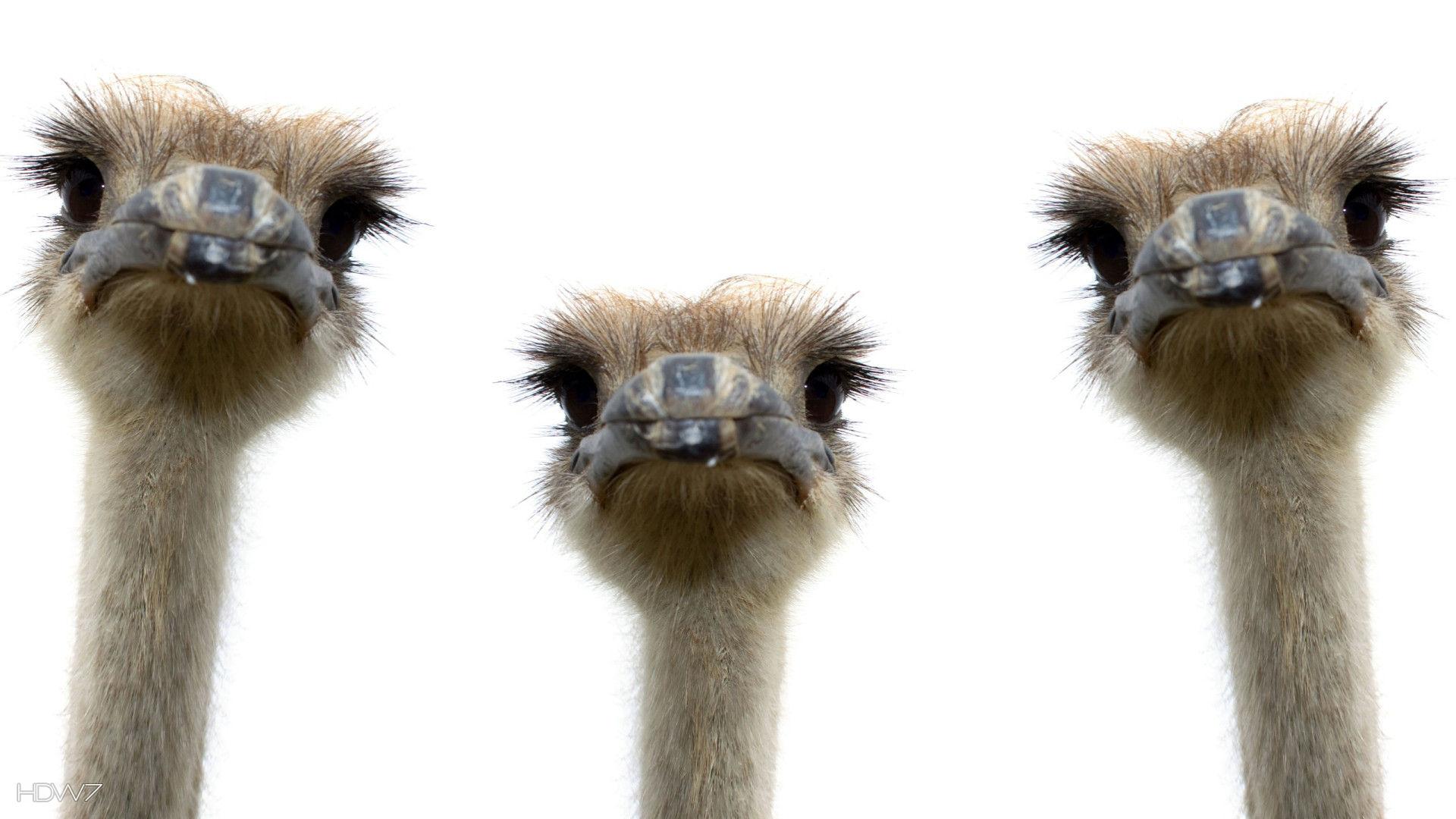 Funny Ostrich Wallpapers - Top Free Funny Ostrich Backgrounds ...