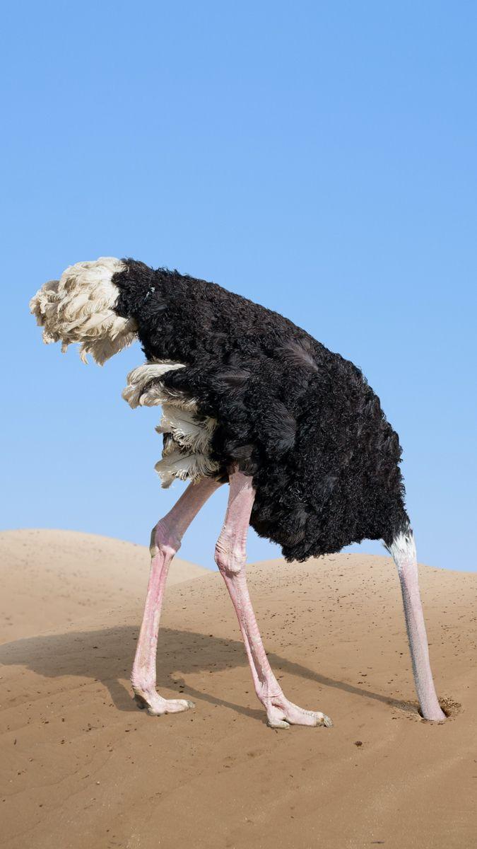 Funny Ostrich Wallpapers - Top Free Funny Ostrich Backgrounds ...