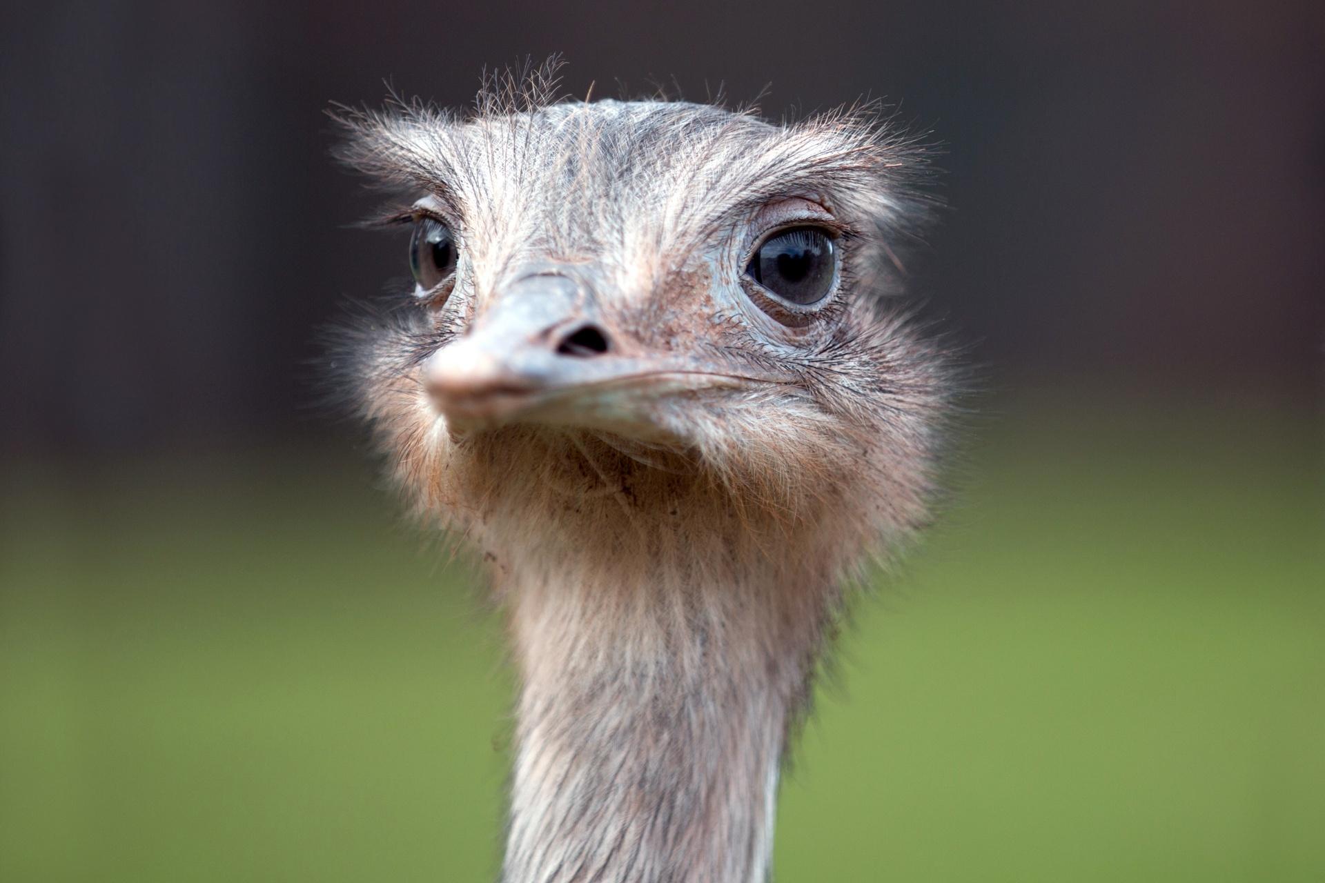 Funny Ostrich Wallpapers - Top Free Funny Ostrich Backgrounds ...