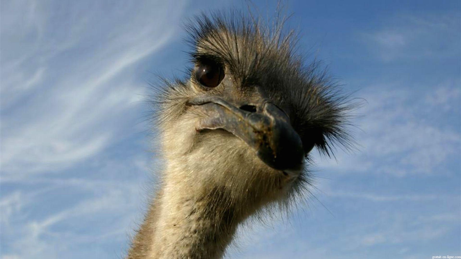 Funny Ostrich Wallpapers - Top Free Funny Ostrich Backgrounds ...