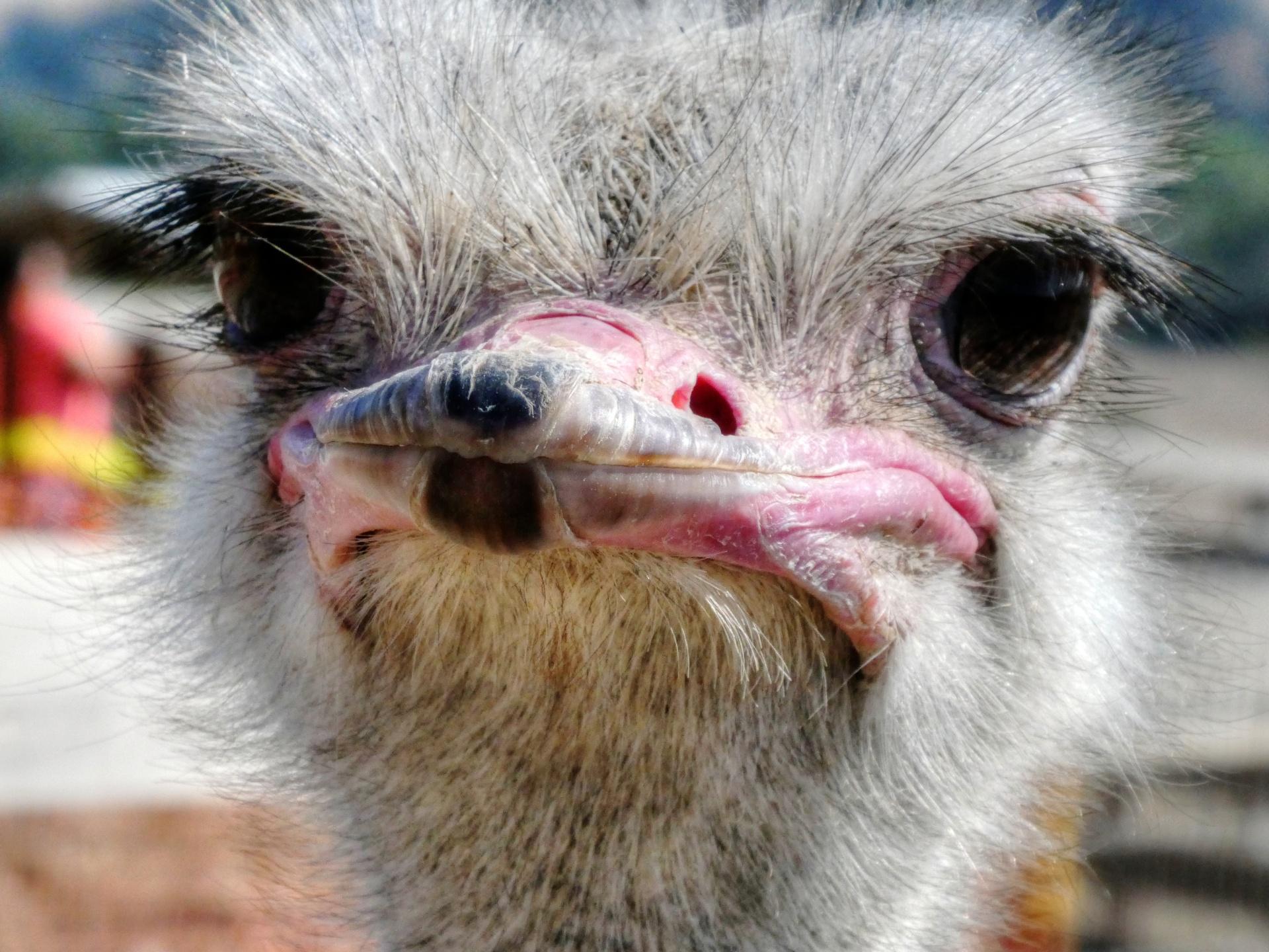 Funny Ostrich Wallpapers - Top Free Funny Ostrich Backgrounds ...