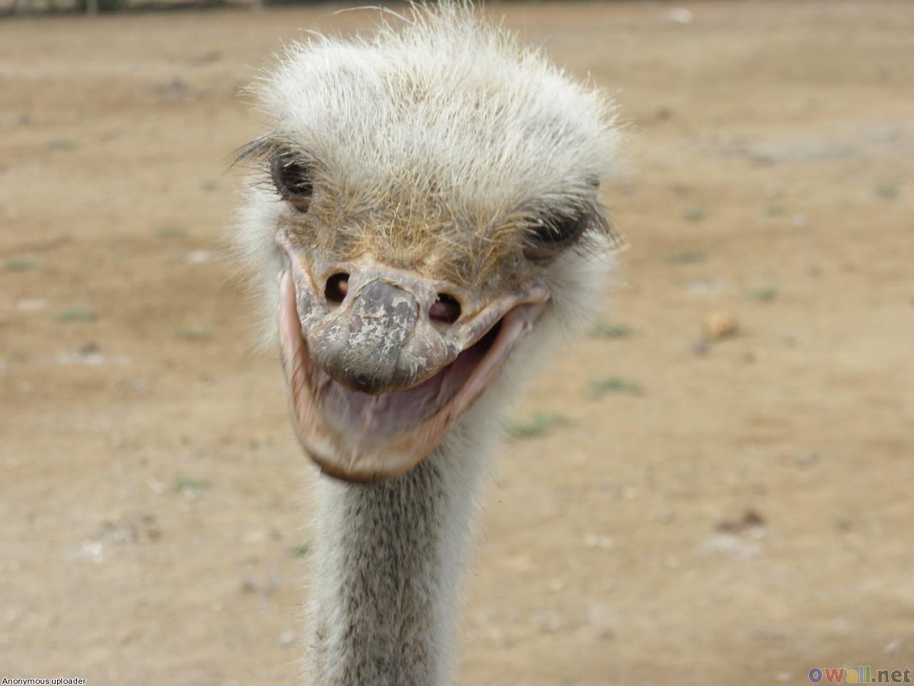 Funny Ostrich Wallpapers - Top Free Funny Ostrich Backgrounds ...