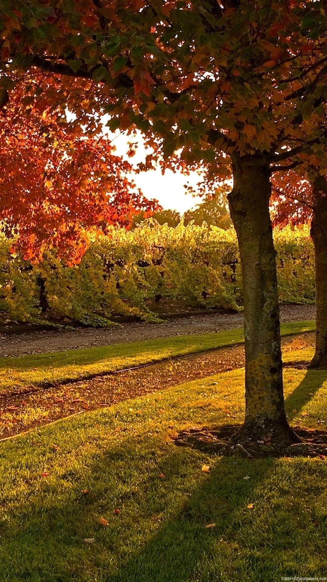 Tree Nature Wallpapers - Top Free Tree Nature Backgrounds - WallpaperAccess