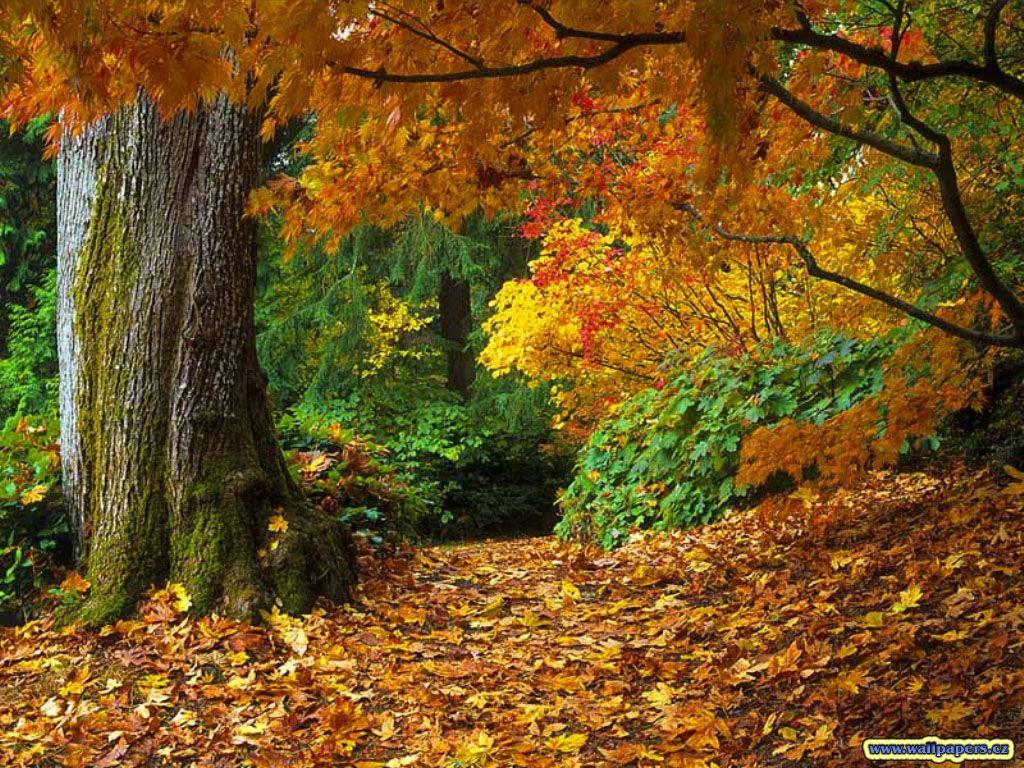 Amazing Autumn HD Wallpapers - Top Free Amazing Autumn HD Backgrounds ...