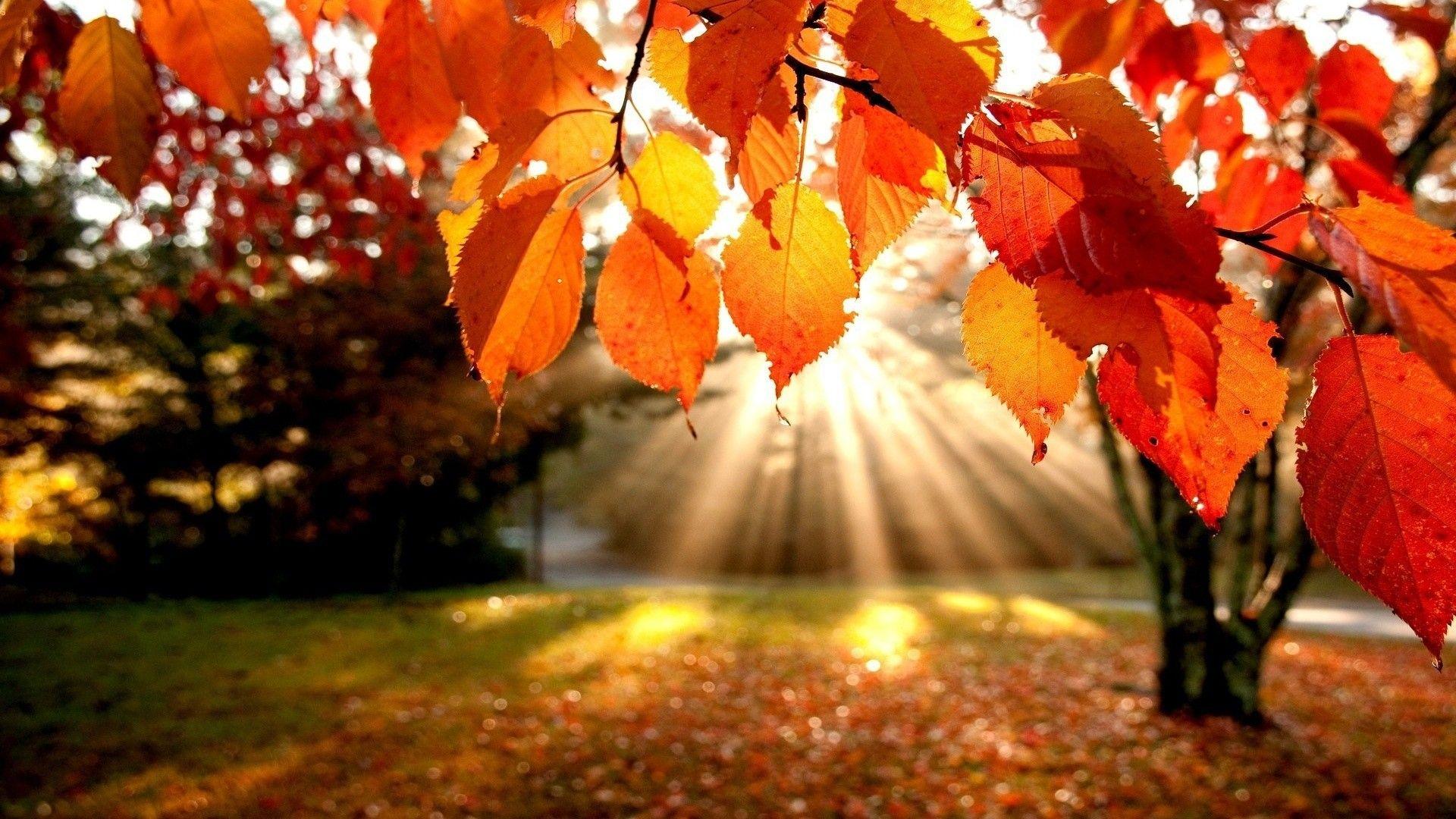 Amazing Autumn HD Wallpapers - Top Free Amazing Autumn HD Backgrounds ...