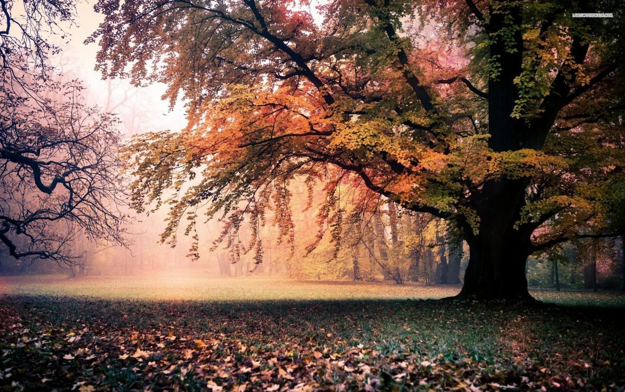 Amazing Autumn HD Wallpapers - Top Free Amazing Autumn HD Backgrounds ...